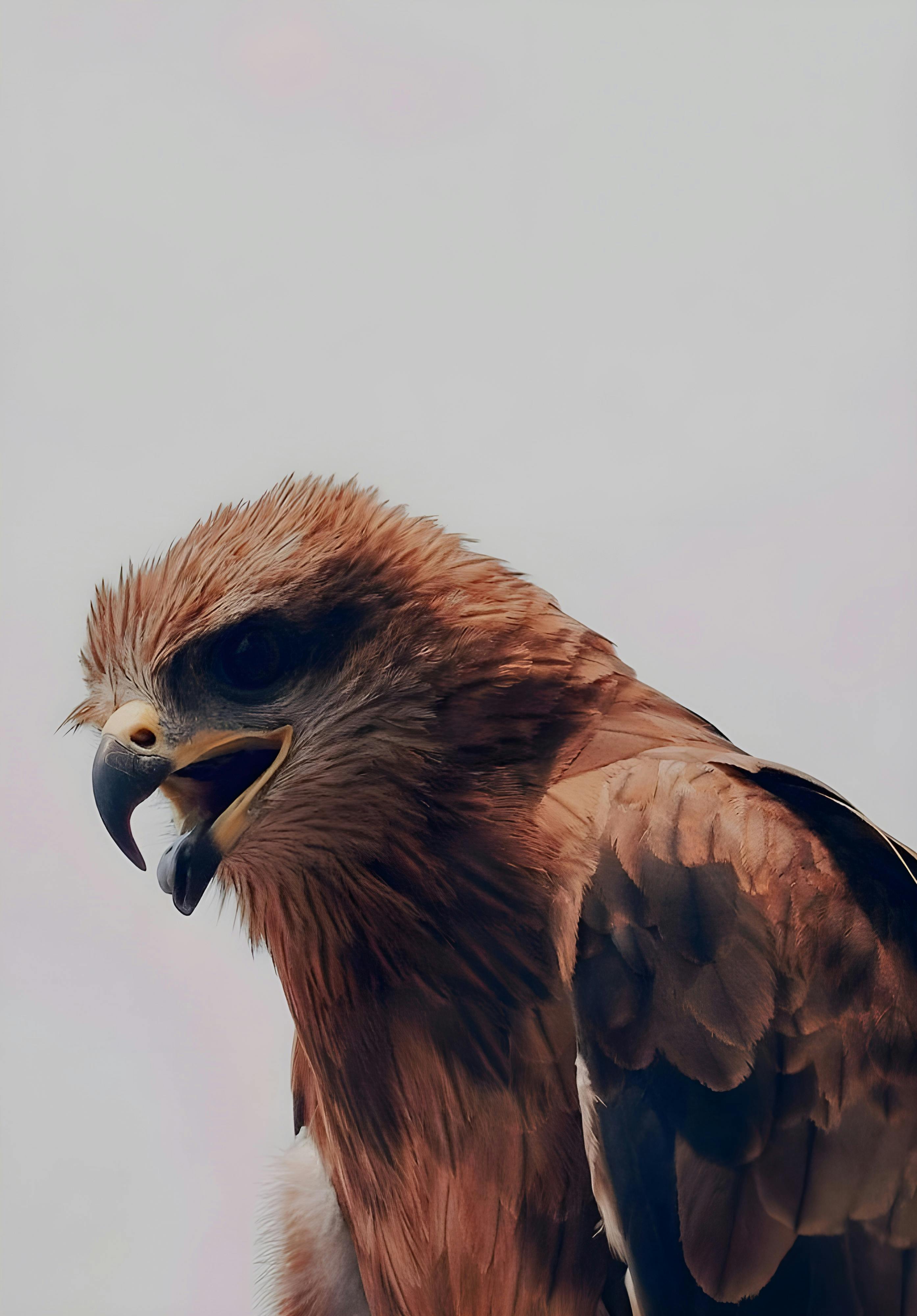 Hungry Eagle · Free Stock Photo