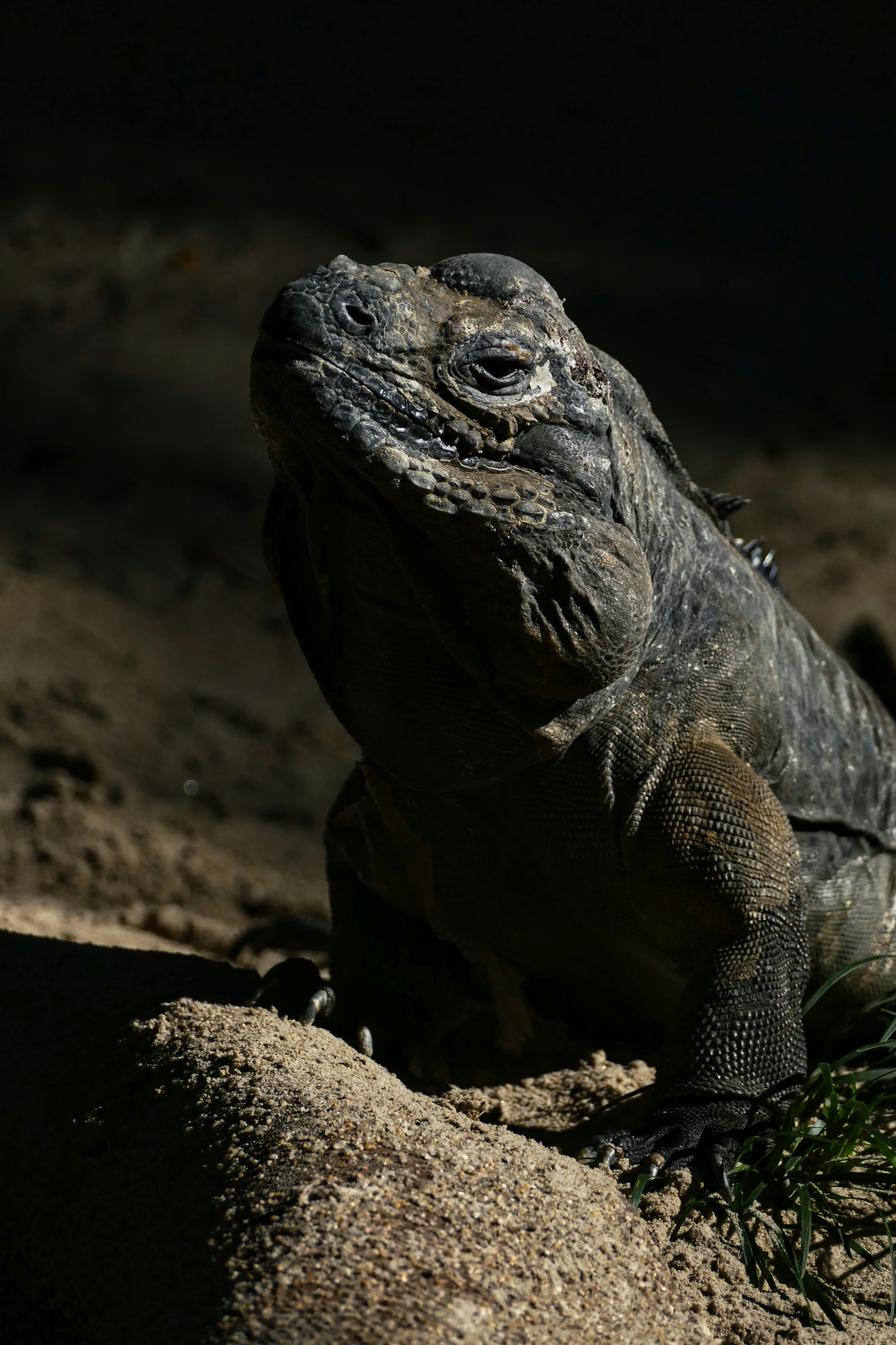 Stoic Dragon · Free Stock Photo