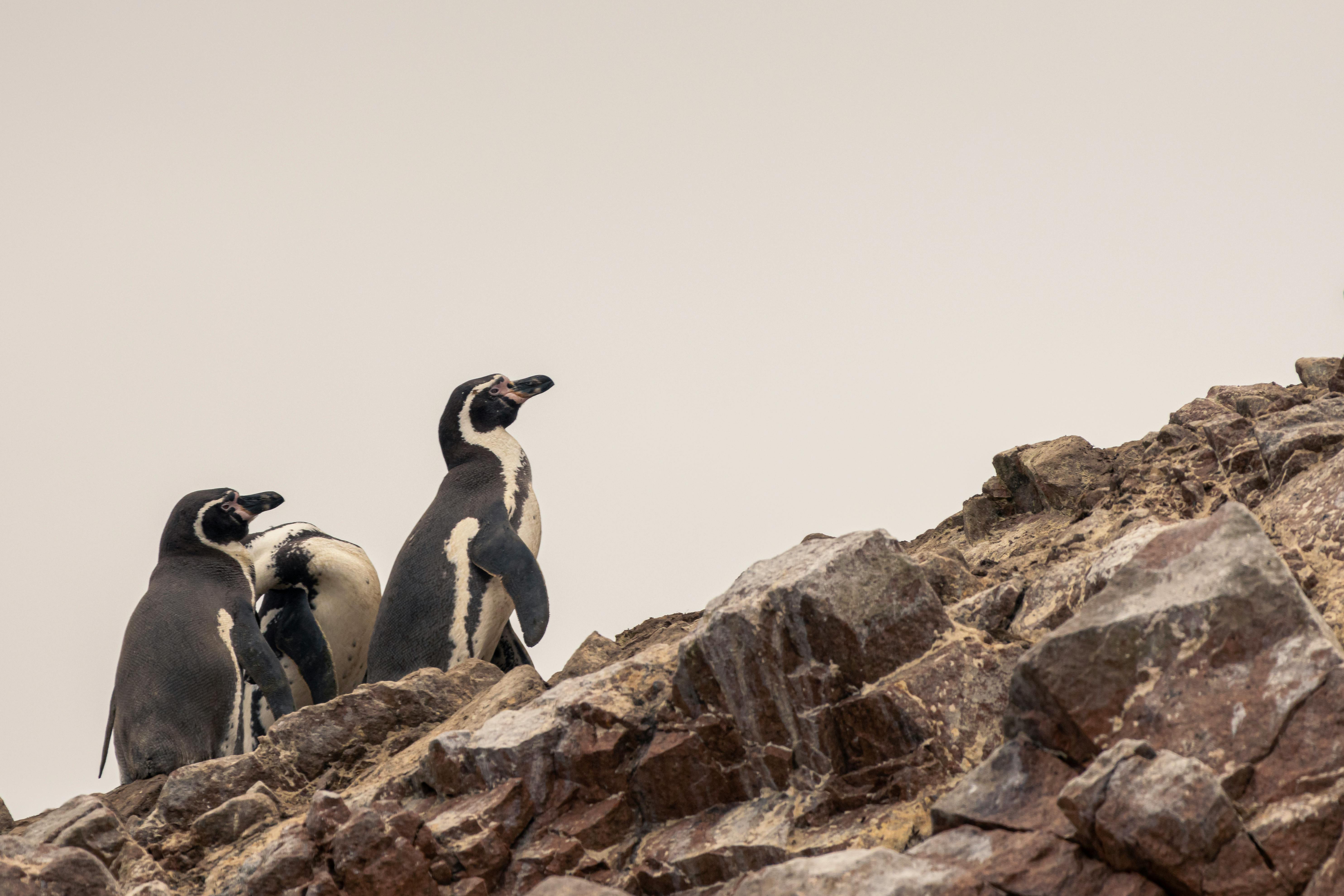 Doctor Birds In The Wild Photos, Download The BEST Free Doctor Birds In ...