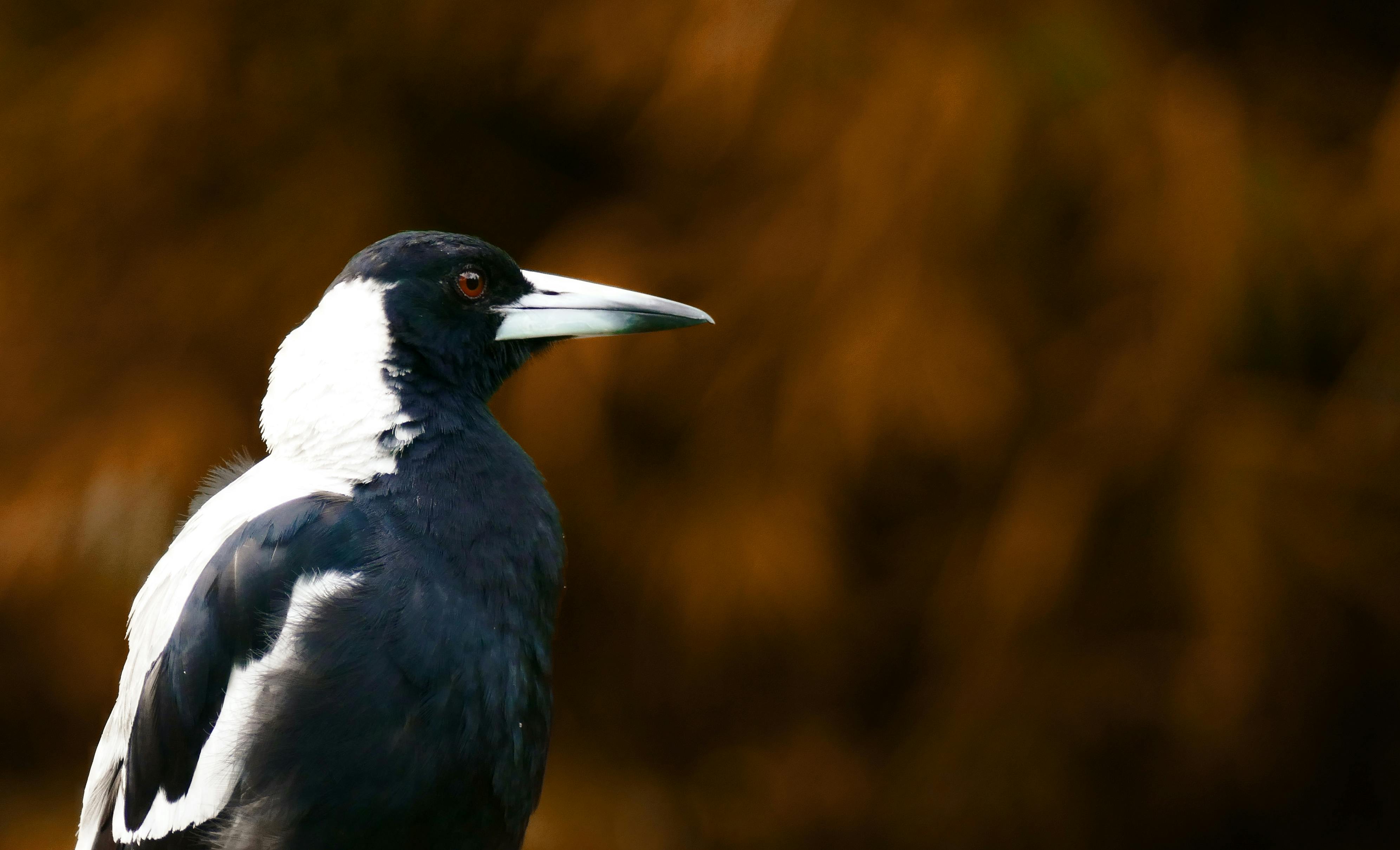 Selective Focus of Magpie · Free Stock Photo