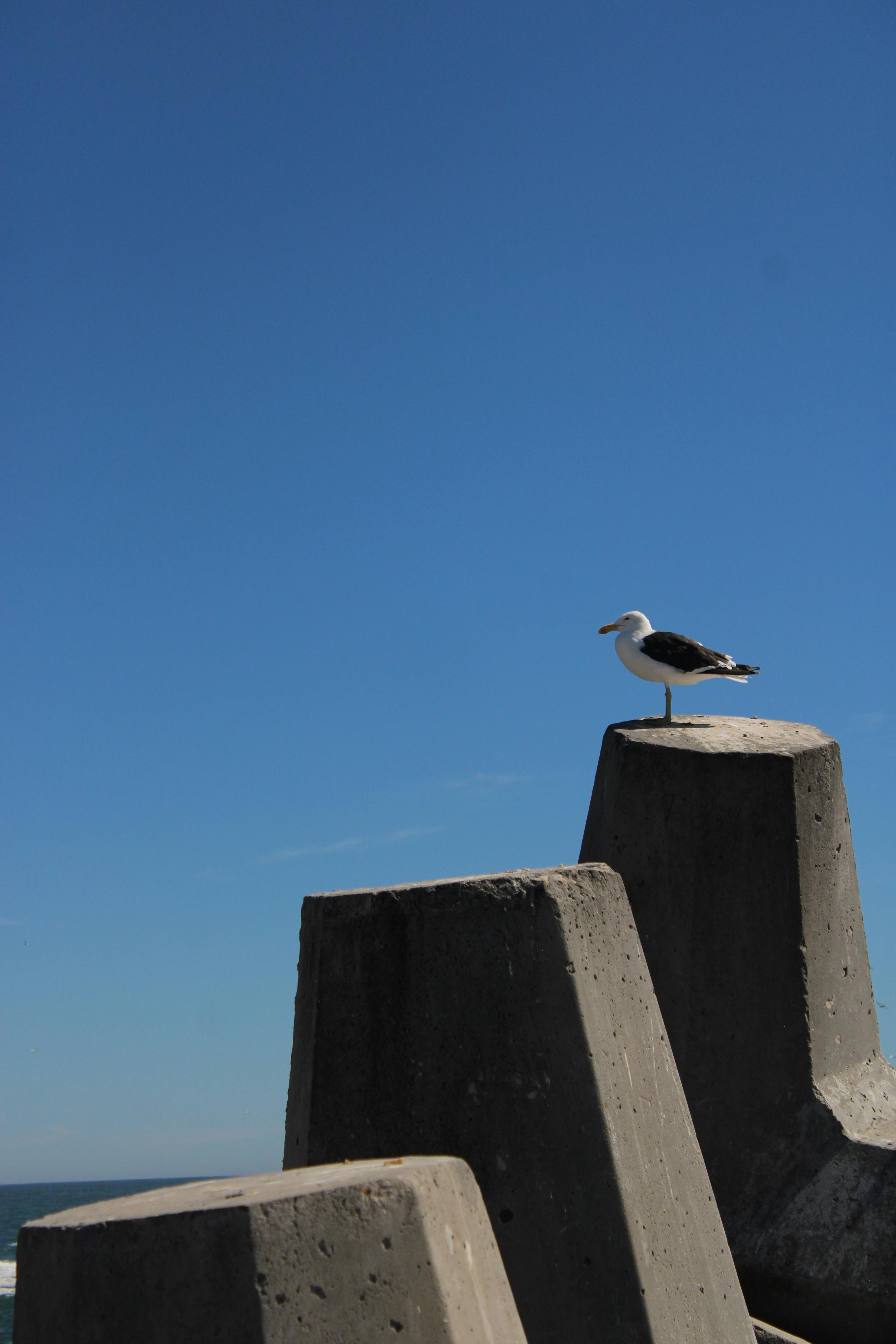 A Bird On A Rock Of A Mountain Cliff By The Ocean · Free Stock Photo