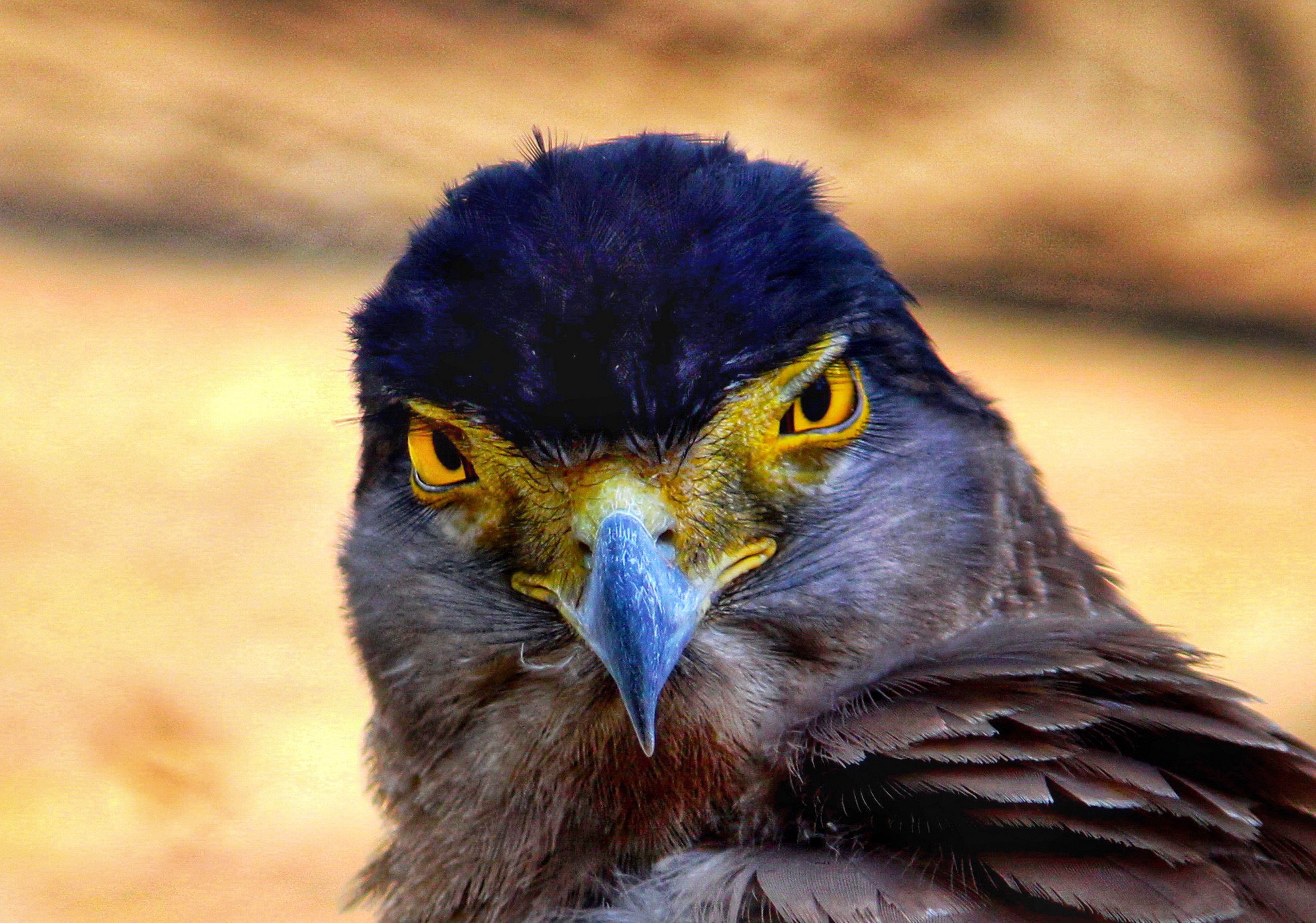 Indian Eagle Photos, Download The BEST Free Indian Eagle Stock Photos ...