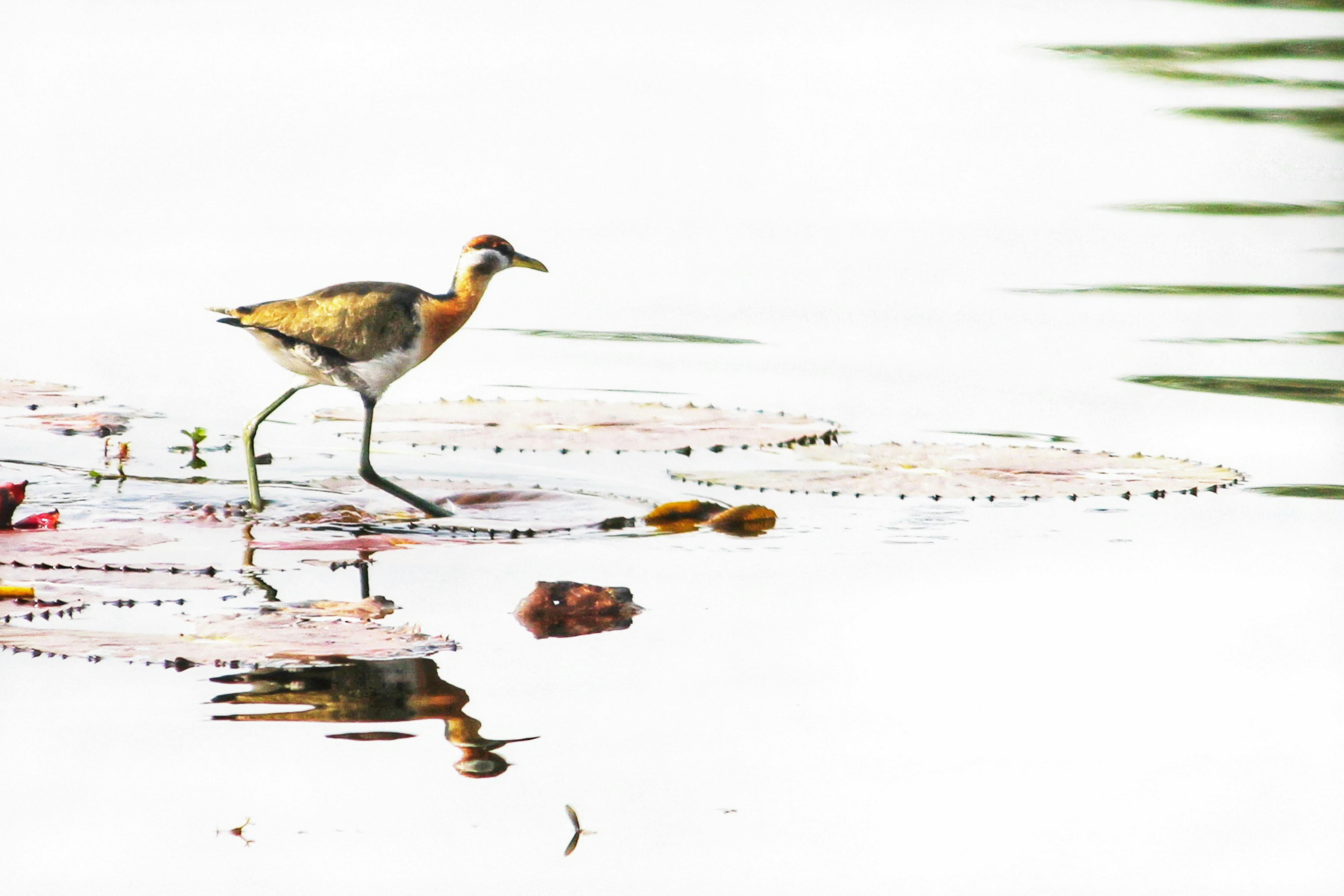Close-up of a Jacana Standing by the Body of Water · Free Stock Photo