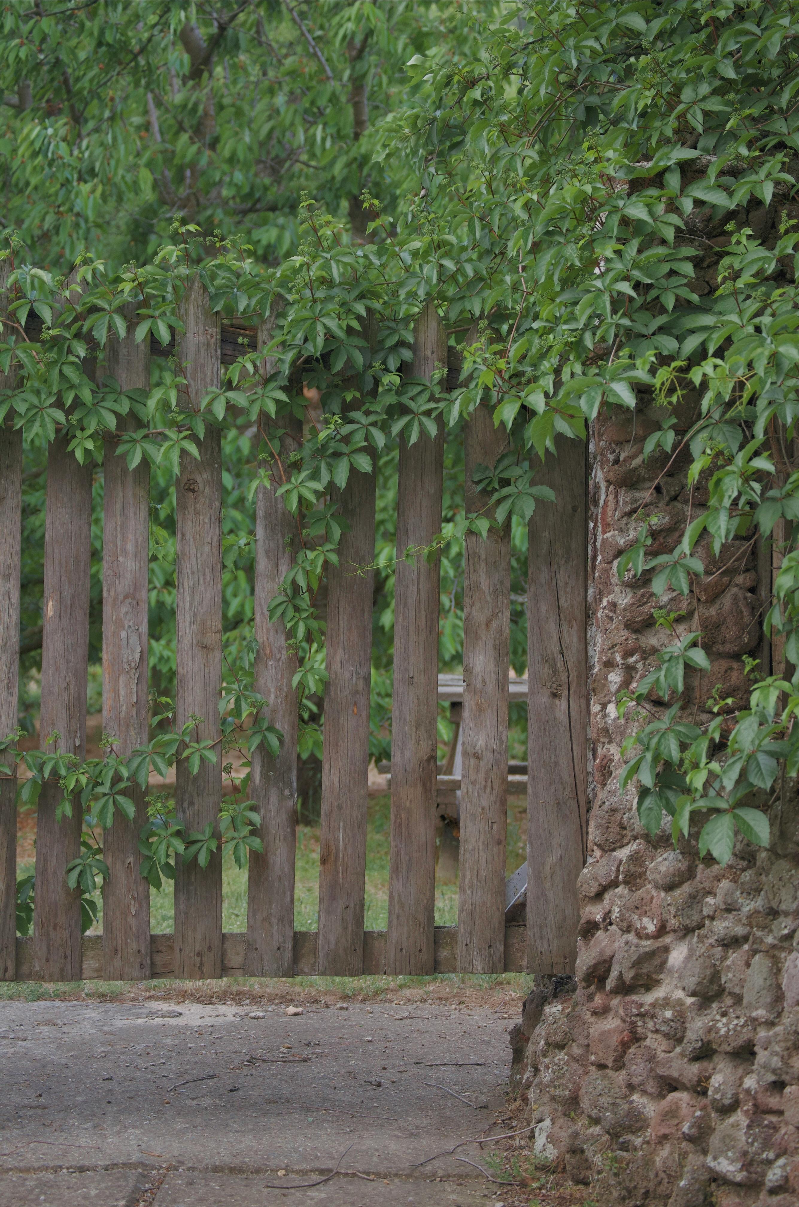 Wooden Fence Overgrown with Ivy · Free Stock Photo