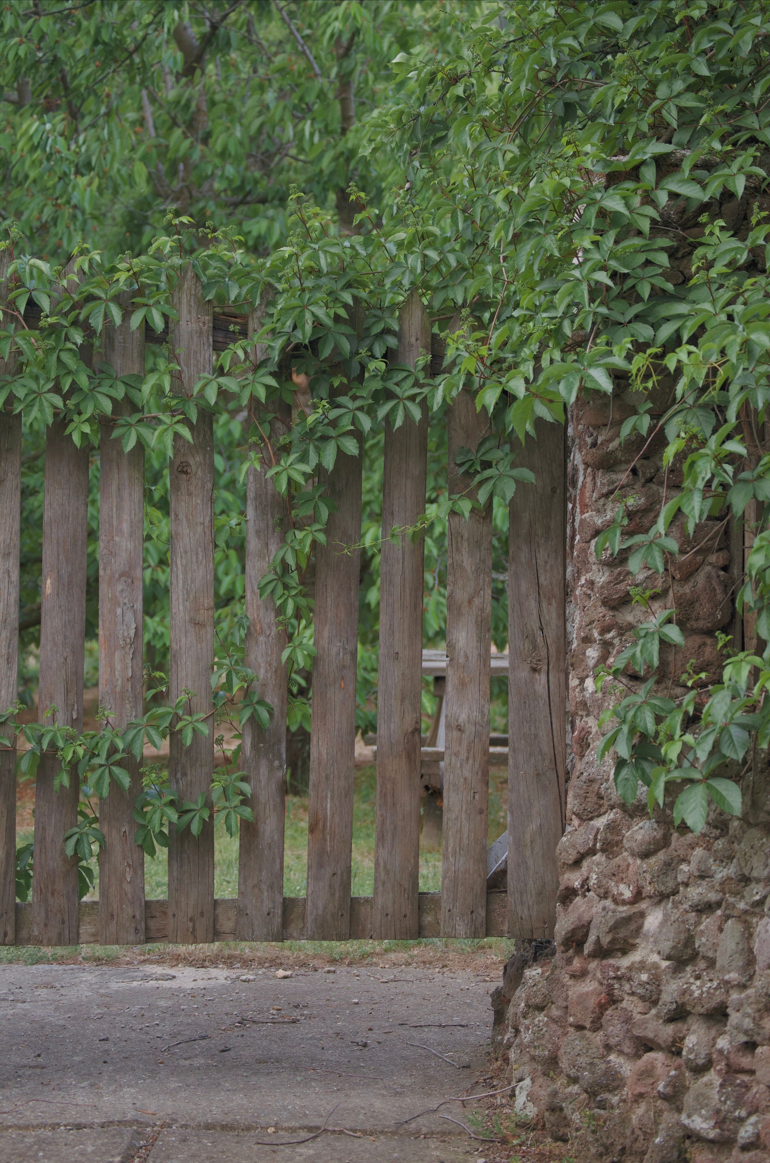 Wooden Fence Overgrown with Ivy · Free Stock Photo