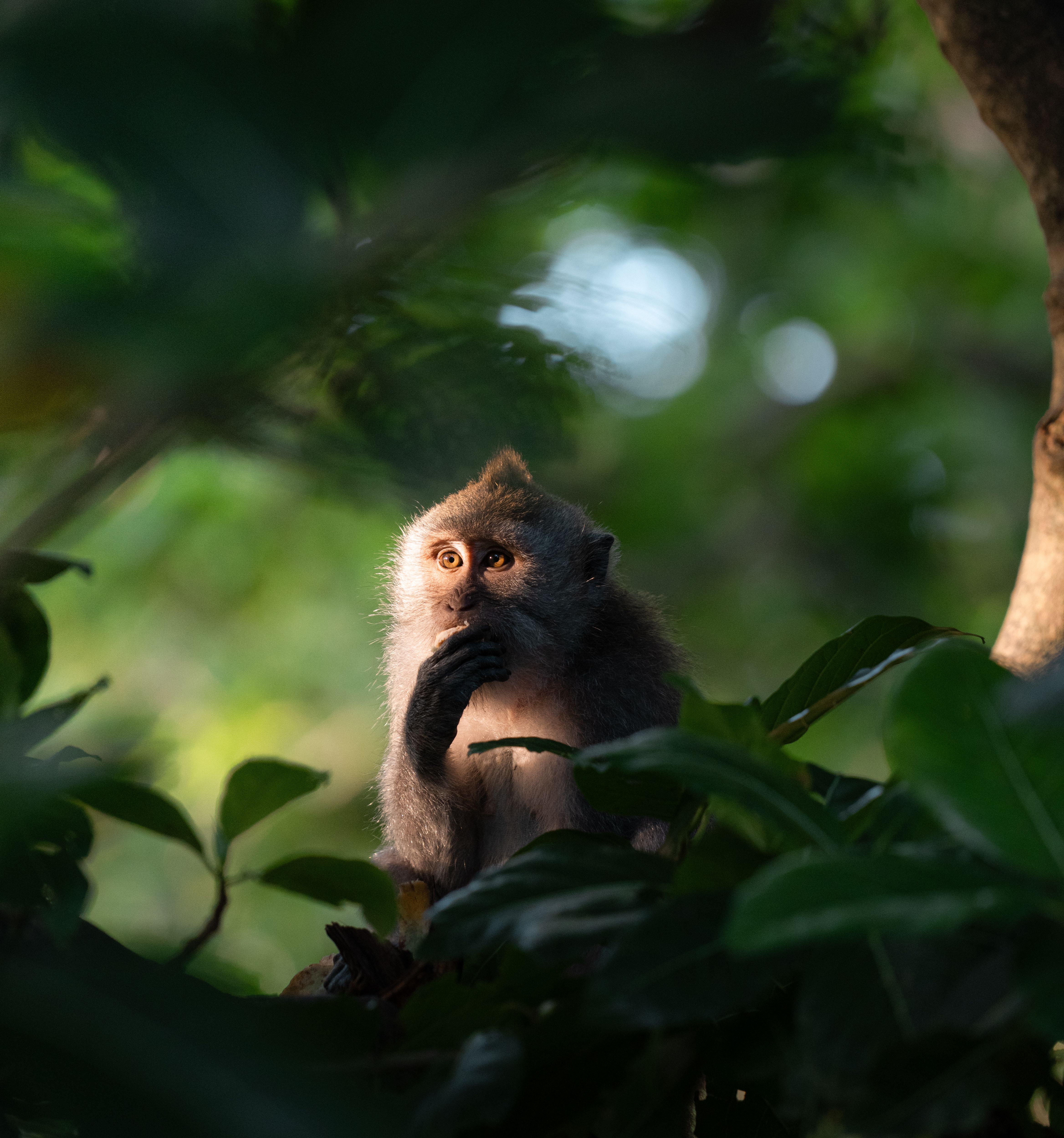 Foto profissional gratuita de ambiente natural, animais, animais ...