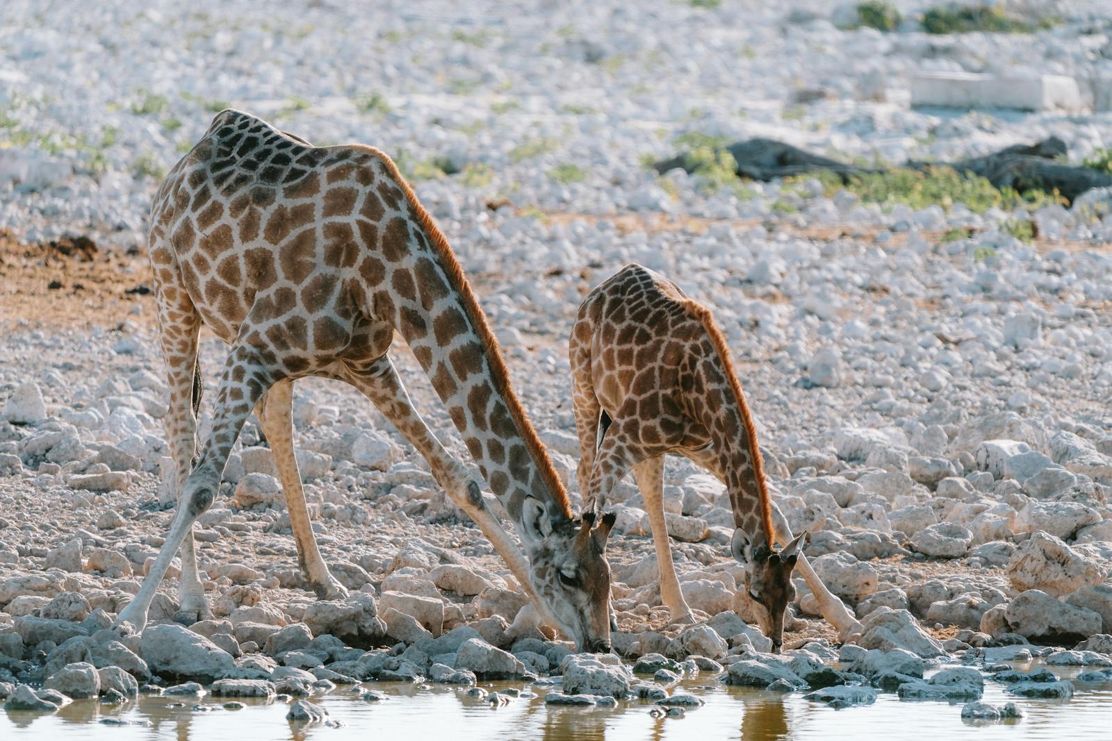 Baby Giraffe Photos, Download The BEST Free Baby Giraffe Stock Photos ...