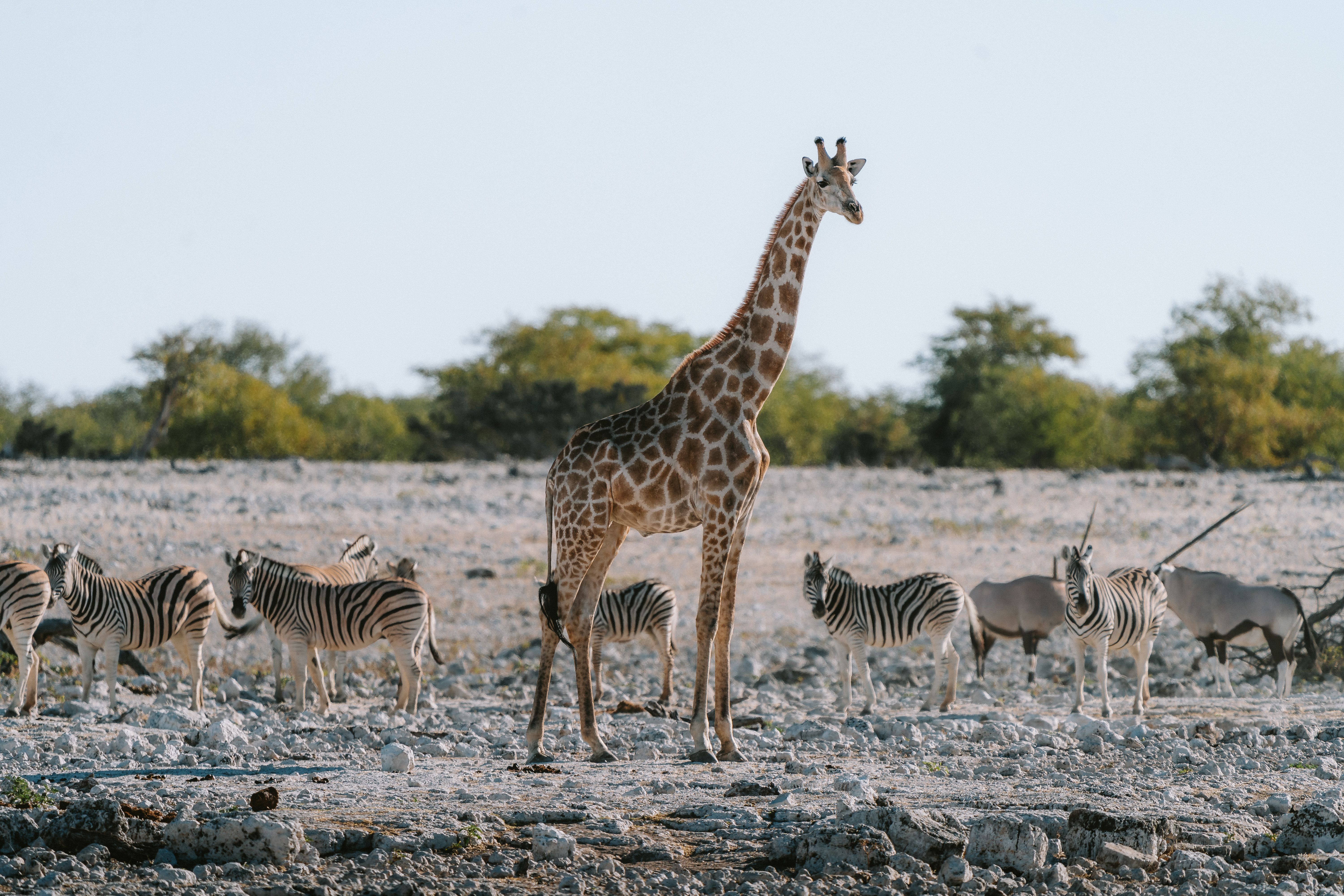 Foto de stock gratuita sobre áfrica, africa del sur, al aire libre ...