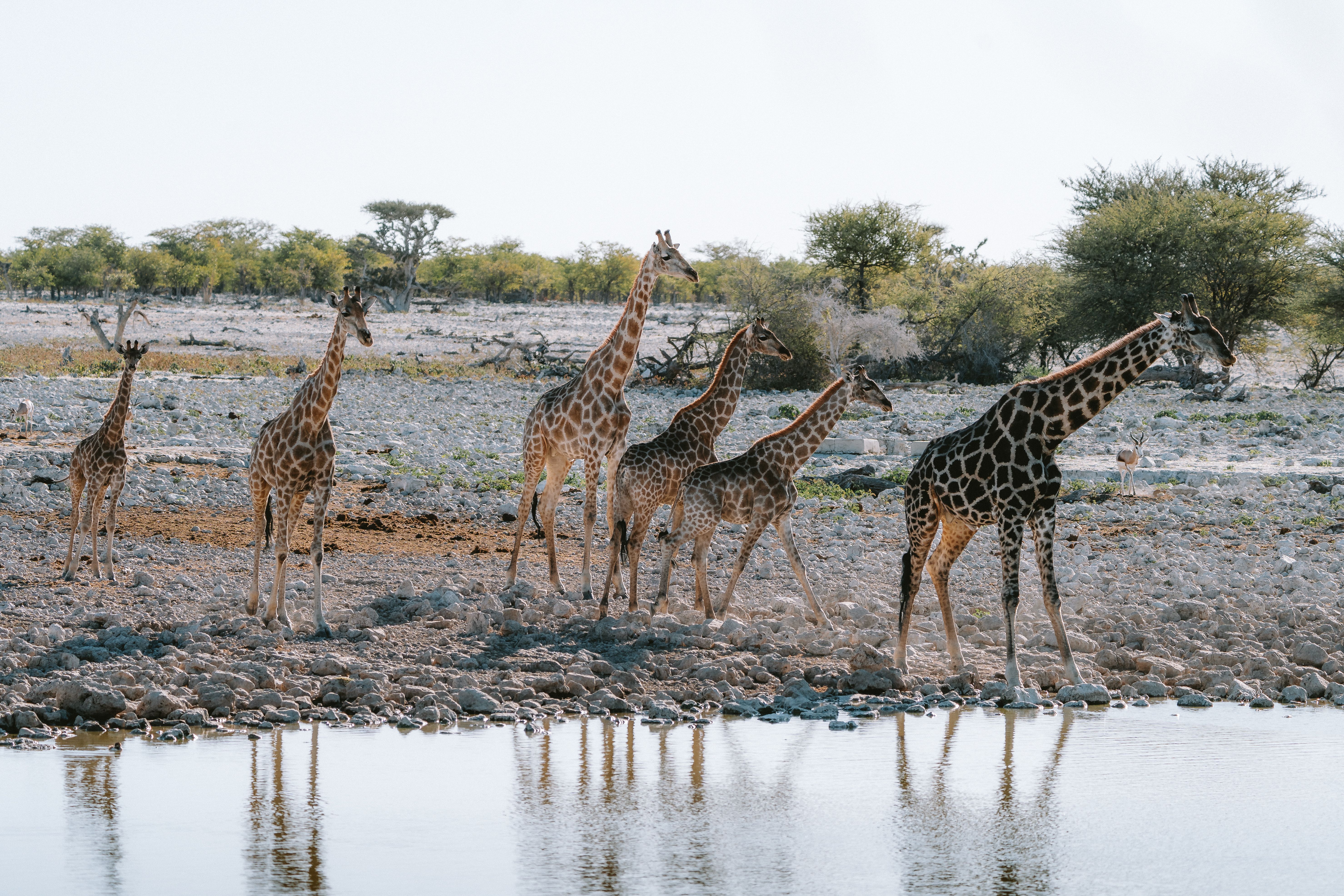 View of Giraffes Standing near the Water · Free Stock Photo