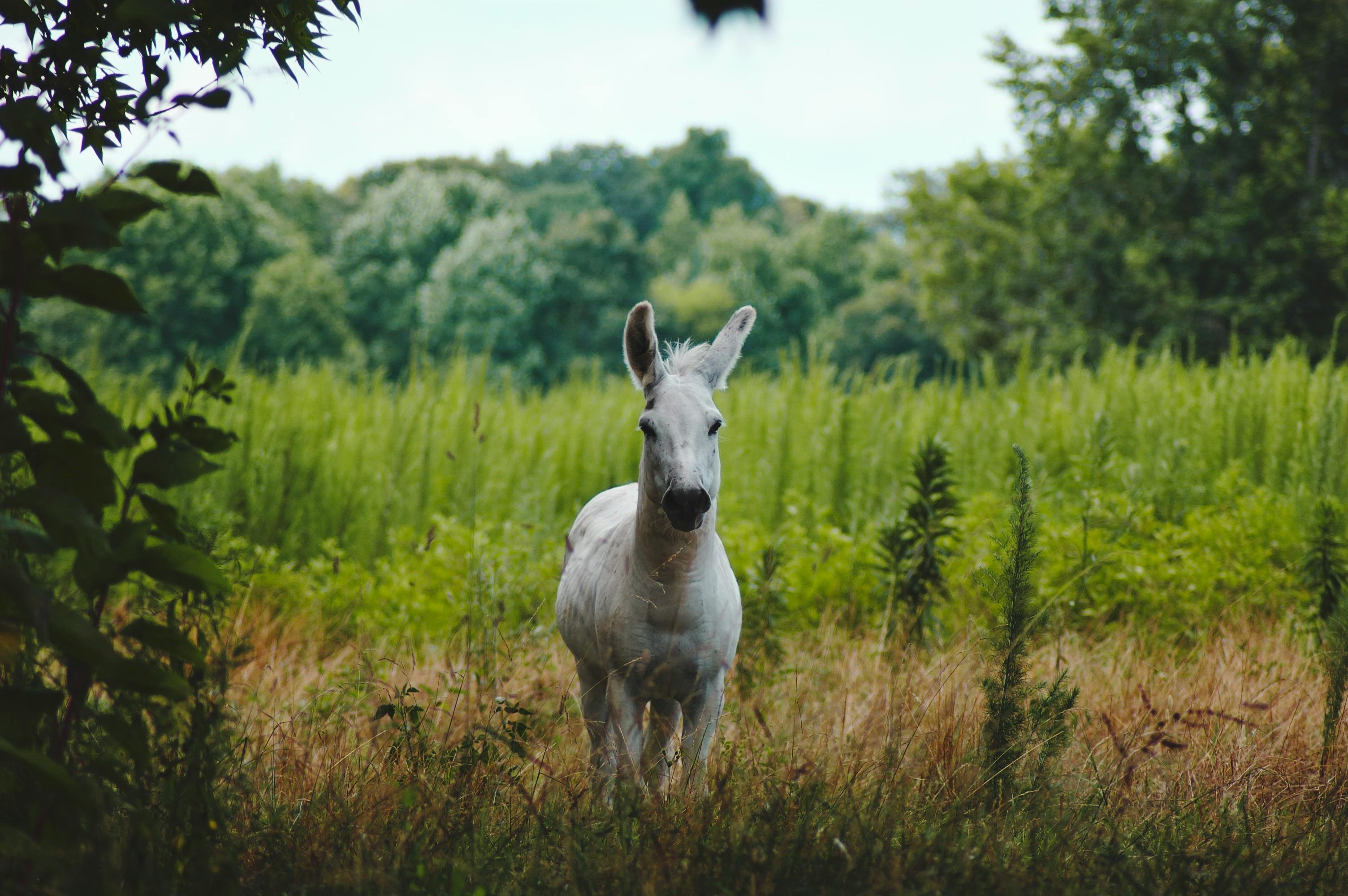 Mule Running Pasture · Free Stock Photo