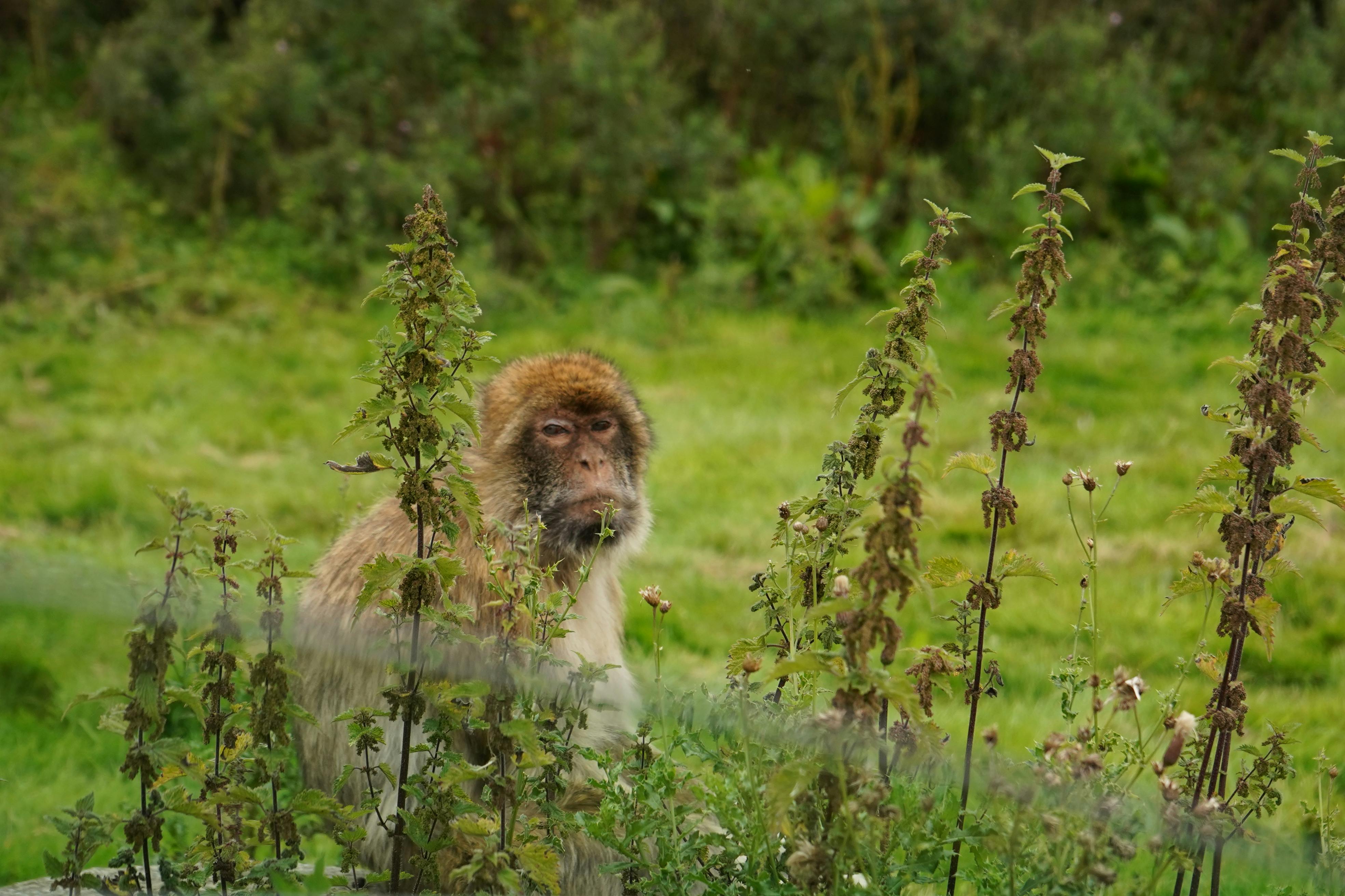 Maggot Monkey Photos, Download The BEST Free Maggot Monkey Stock Photos ...