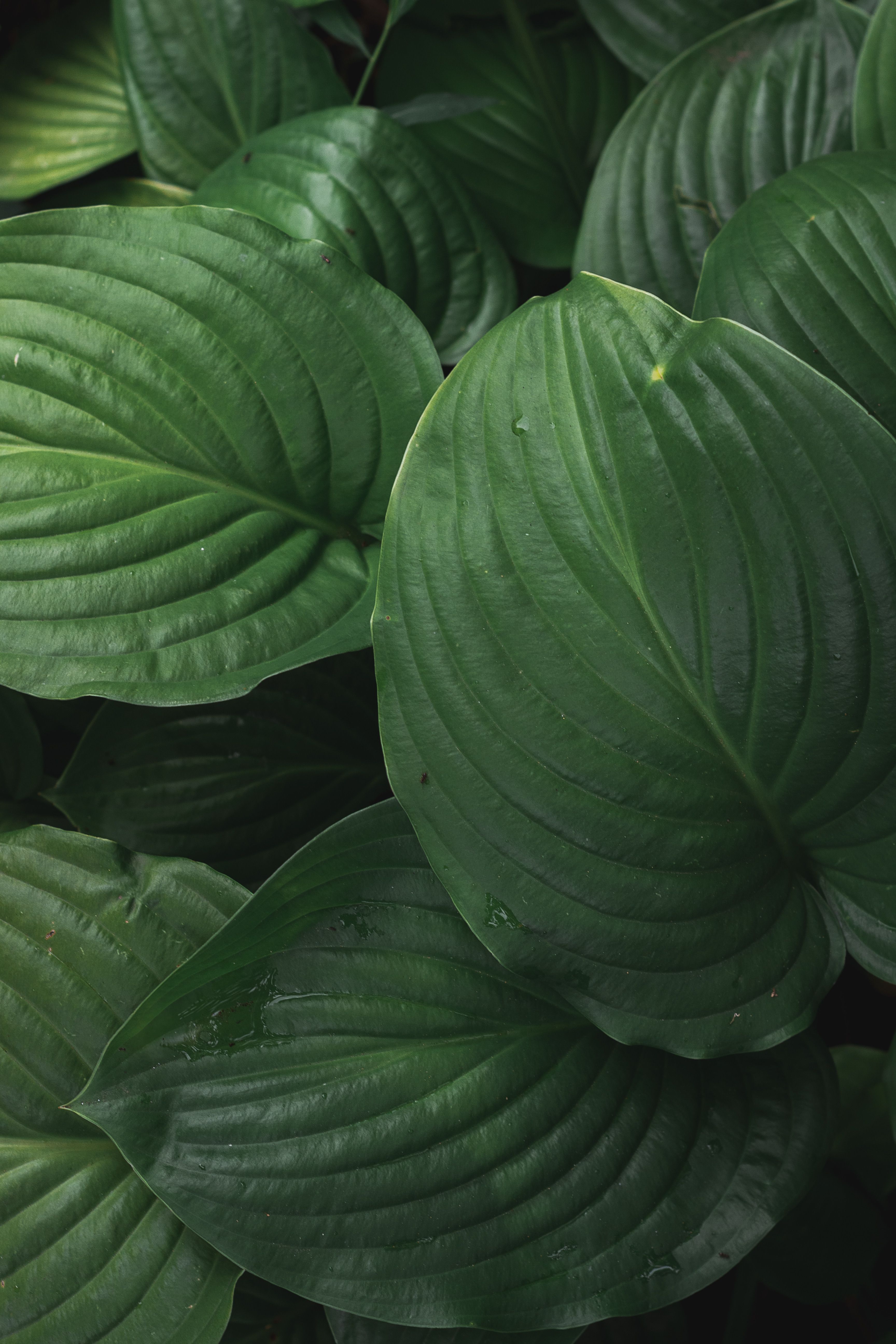 Closeup Photo of Green Variegated Leaf Plants · Free Stock Photo