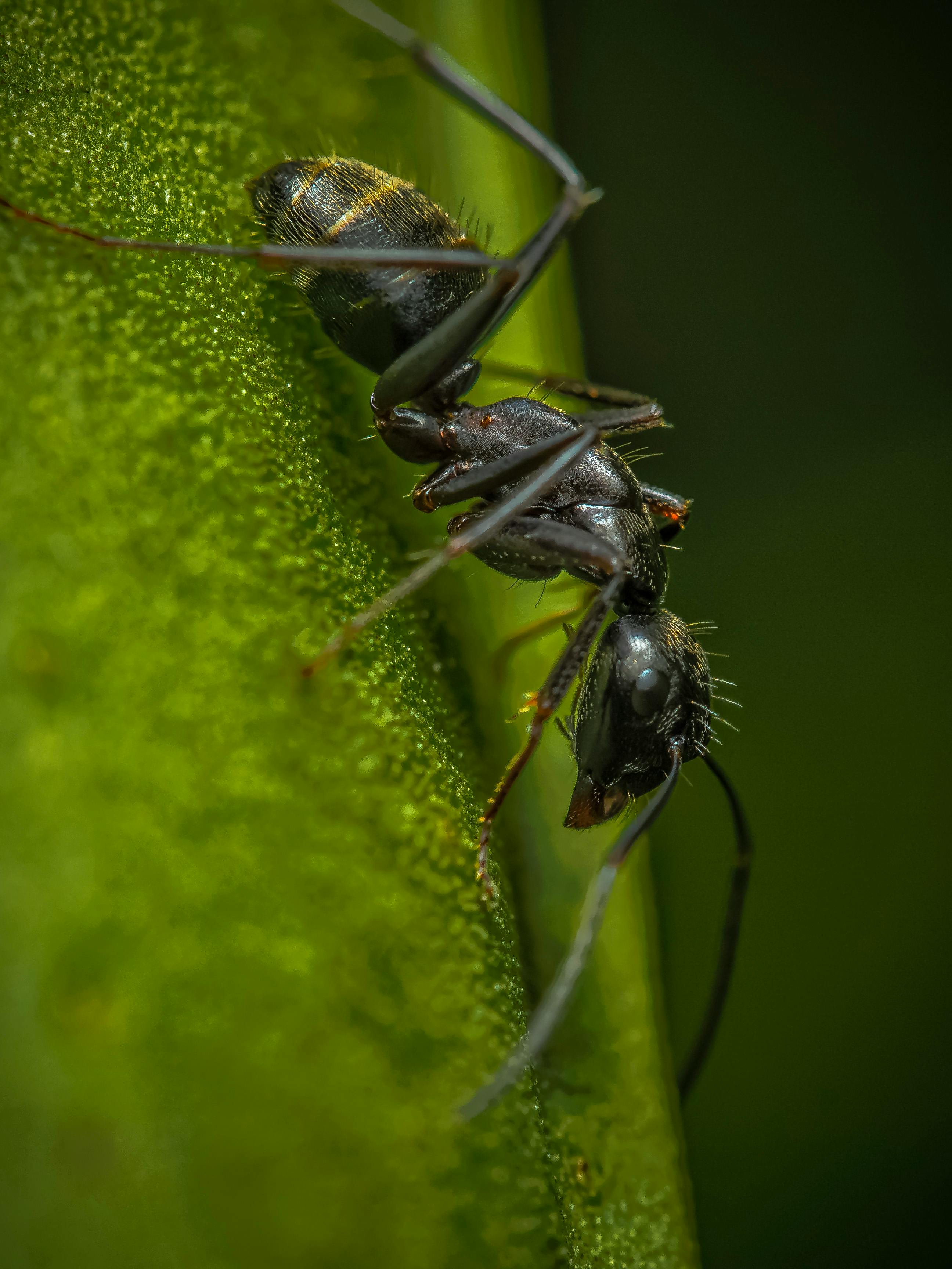 Close-up Photography of Ant · Free Stock Photo