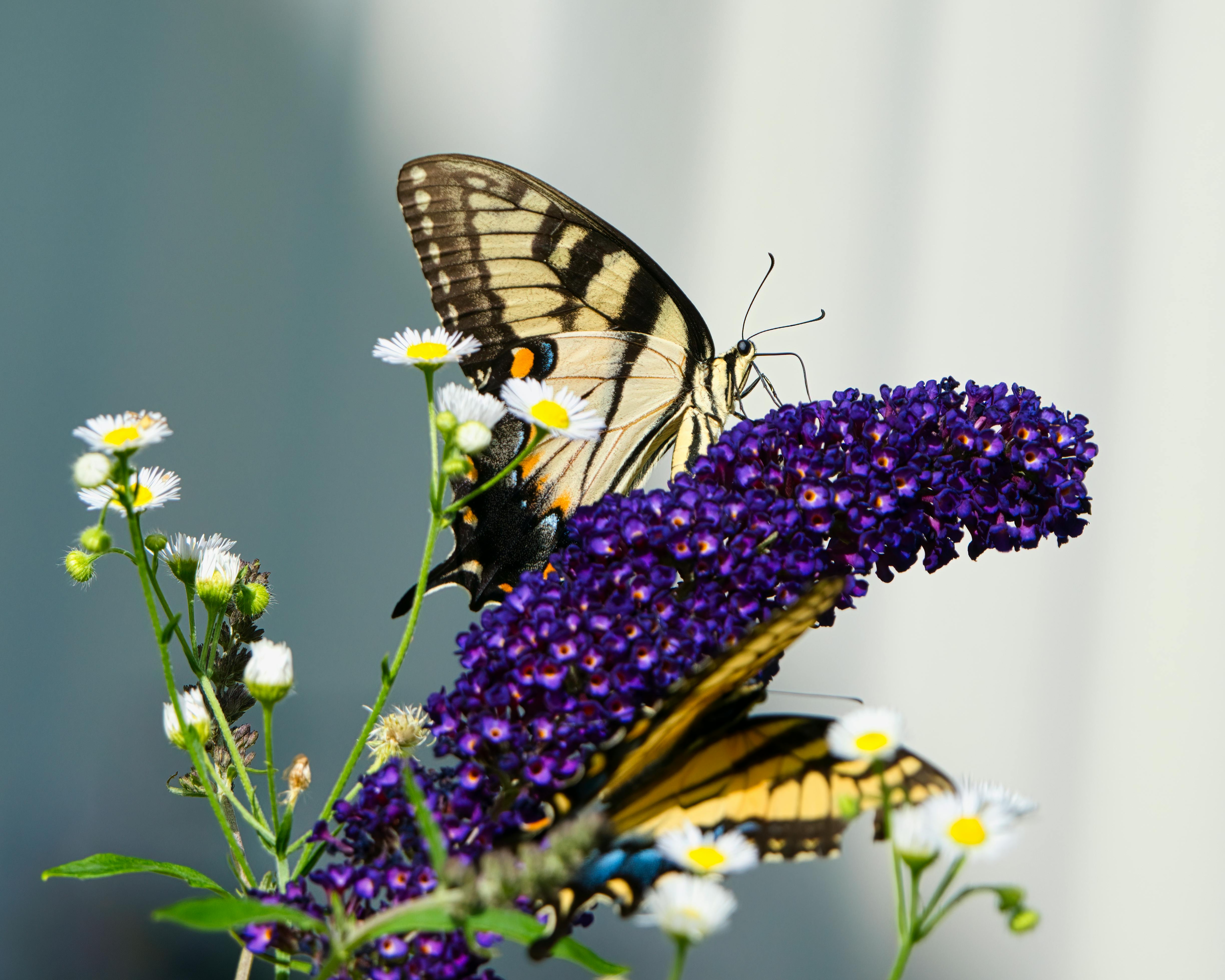 Common Yellow Swallowtails Feeding on Summer Lilac Flowers · Free Stock ...