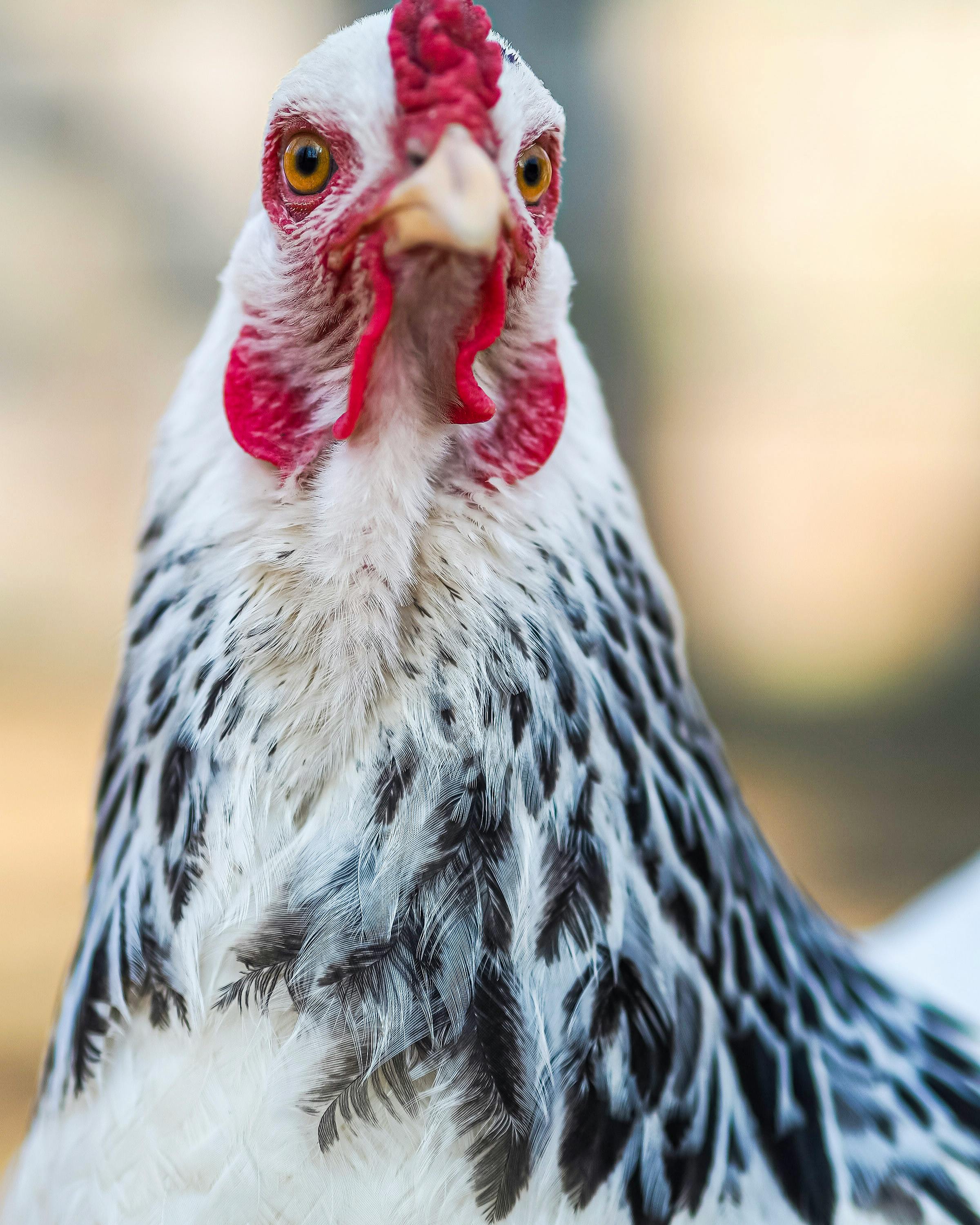 Portrait of a White Chicken · Free Stock Photo