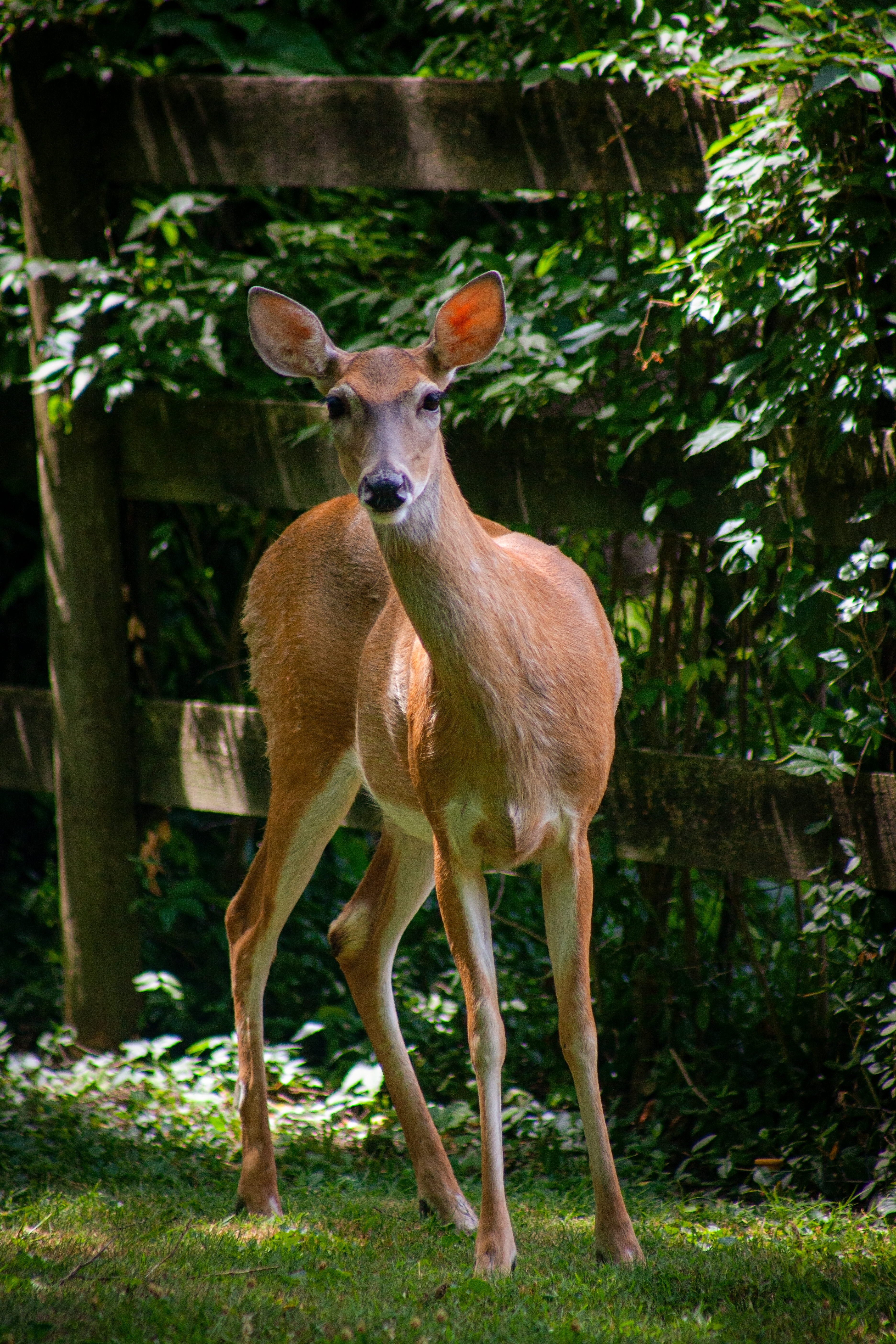 Close-up of a Deer in a Garden · Free Stock Photo