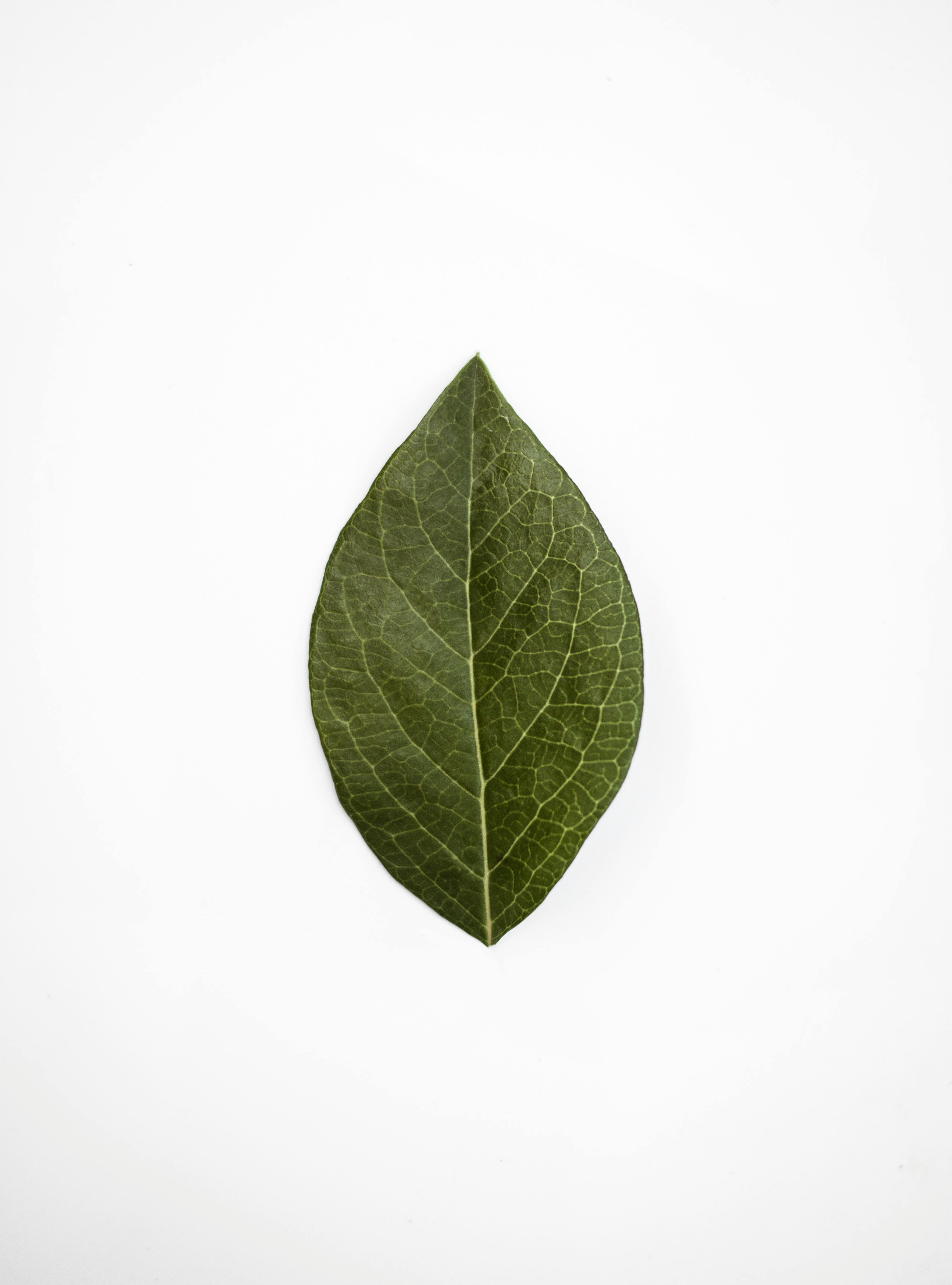 Leaf Photos, Download The BEST Free Leaf Stock Photos & HD Images