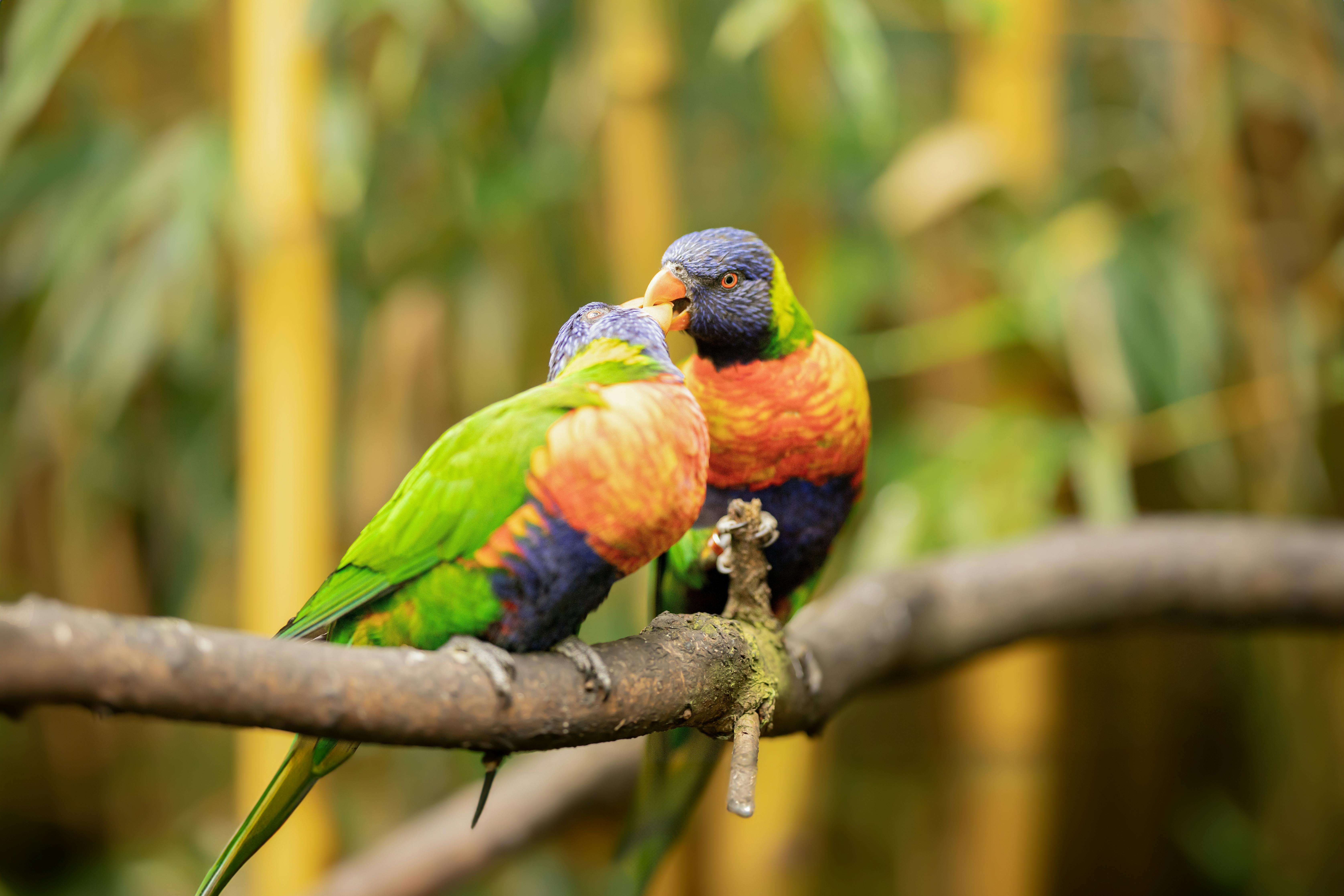Close-Up Photo of Two Parrots · Free Stock Photo