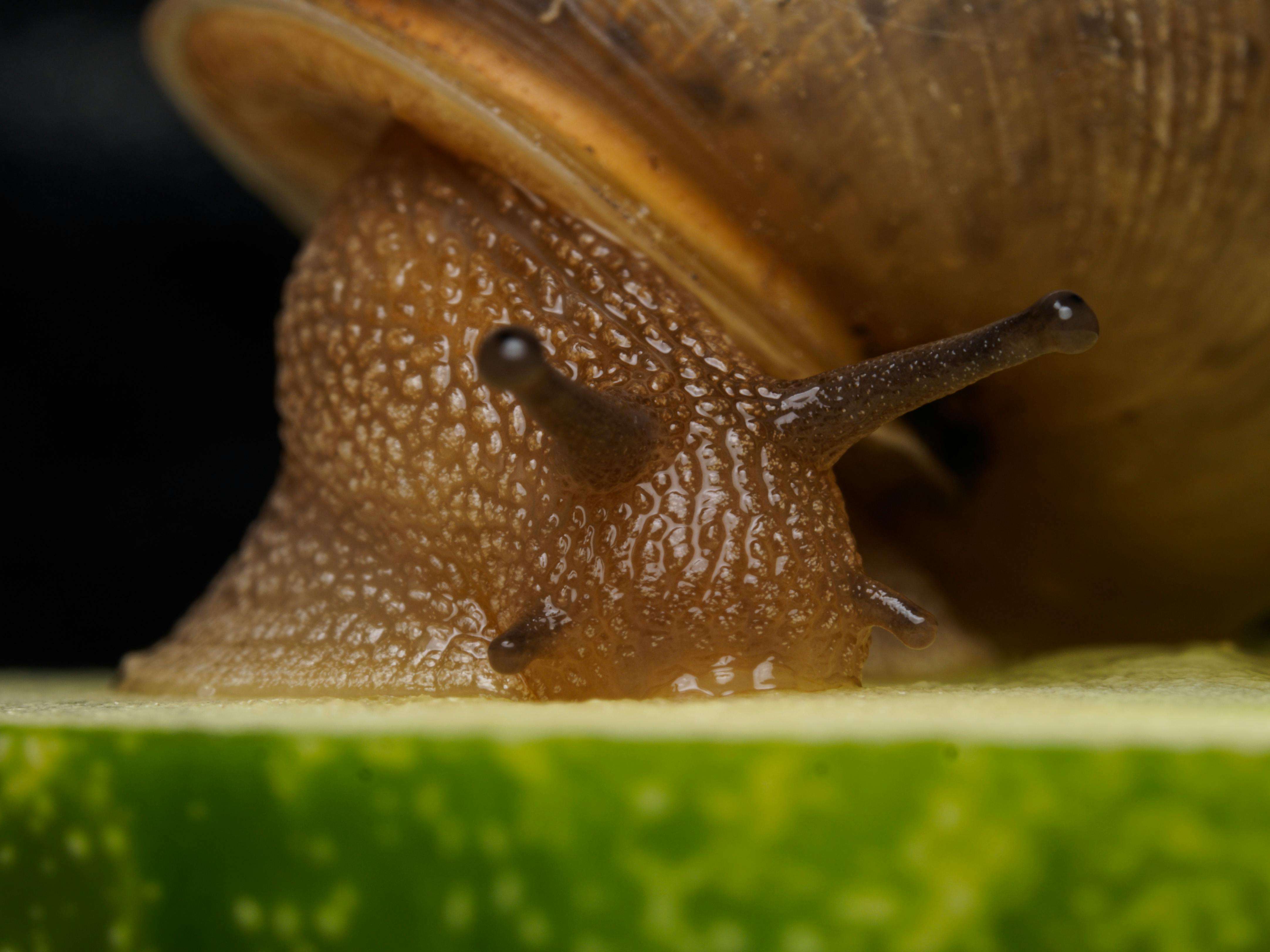 Close-up of a Snail · Free Stock Photo