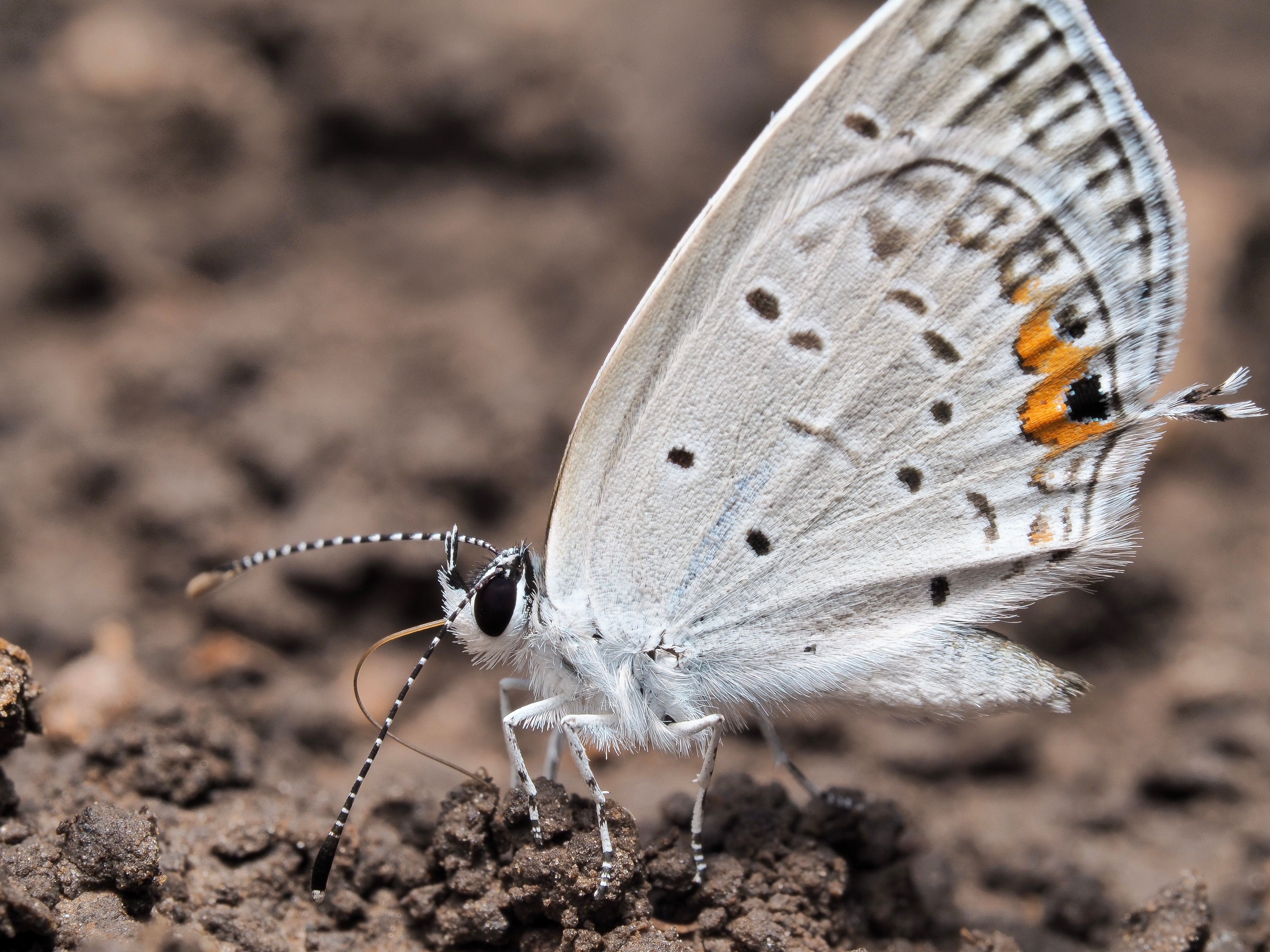 Eastern Tailed Blue Butterfly on Ground · Free Stock Photo