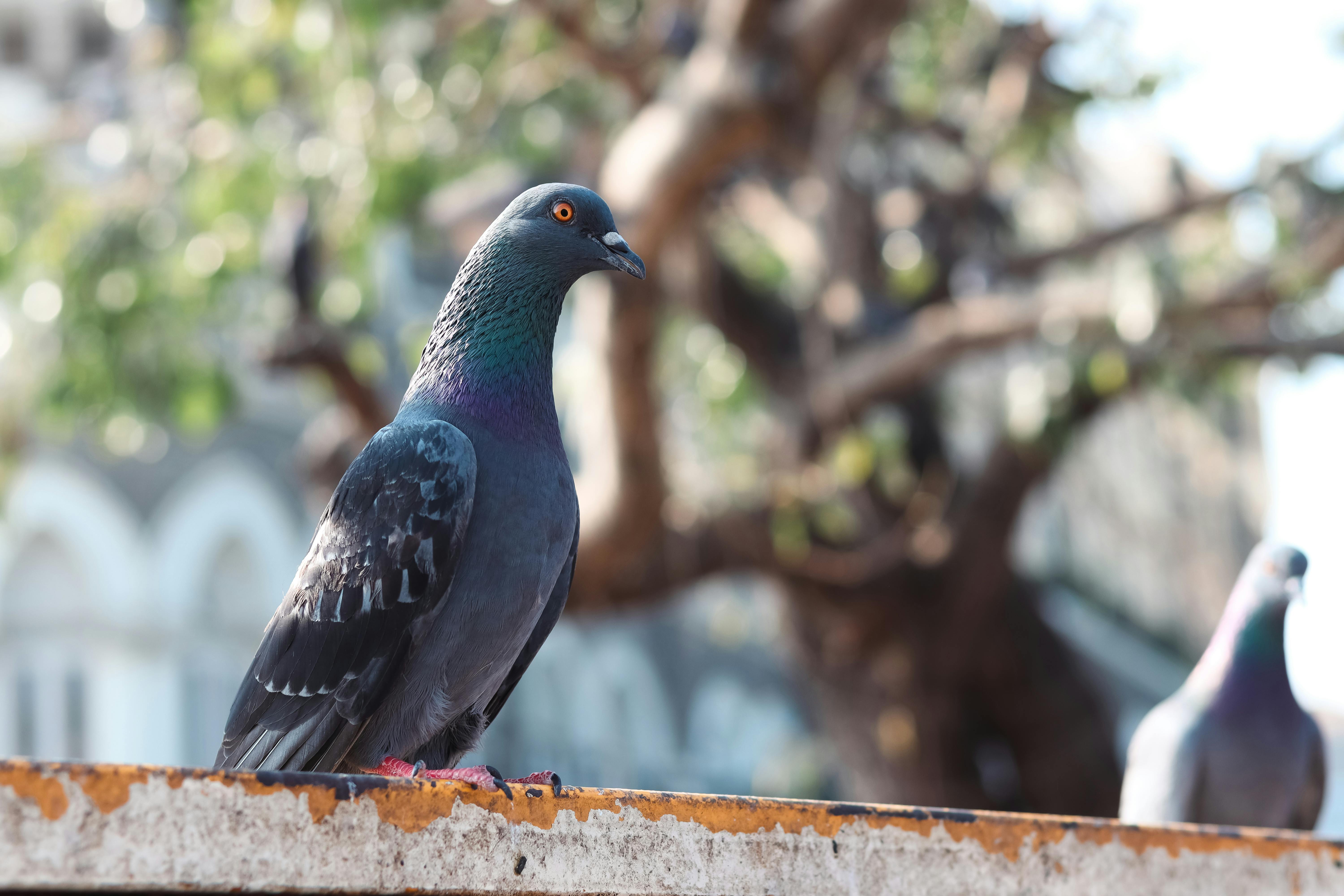 Pigeons Perching on Fence · Free Stock Photo
