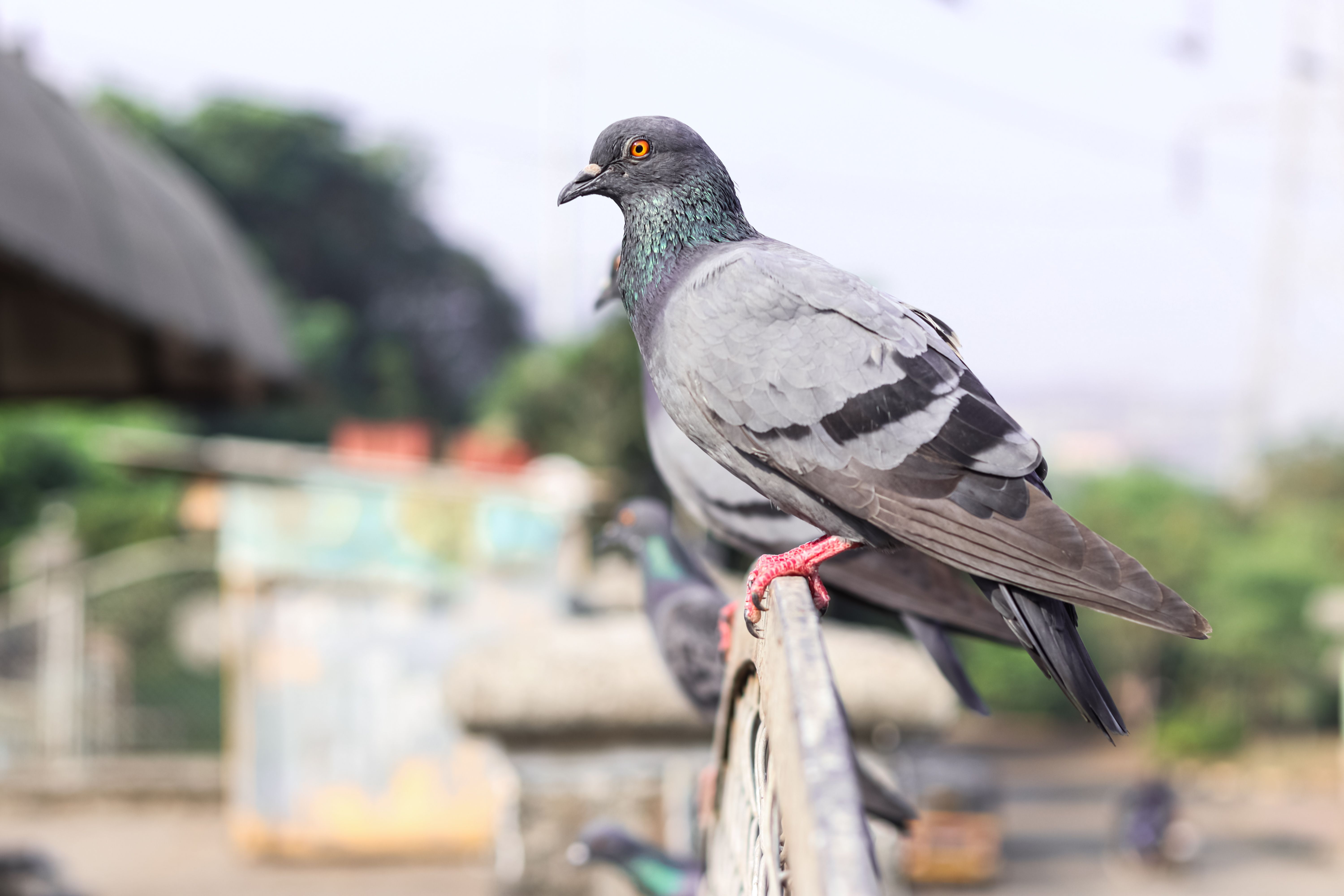 English Pigeon Photos, Download The BEST Free English Pigeon Stock ...