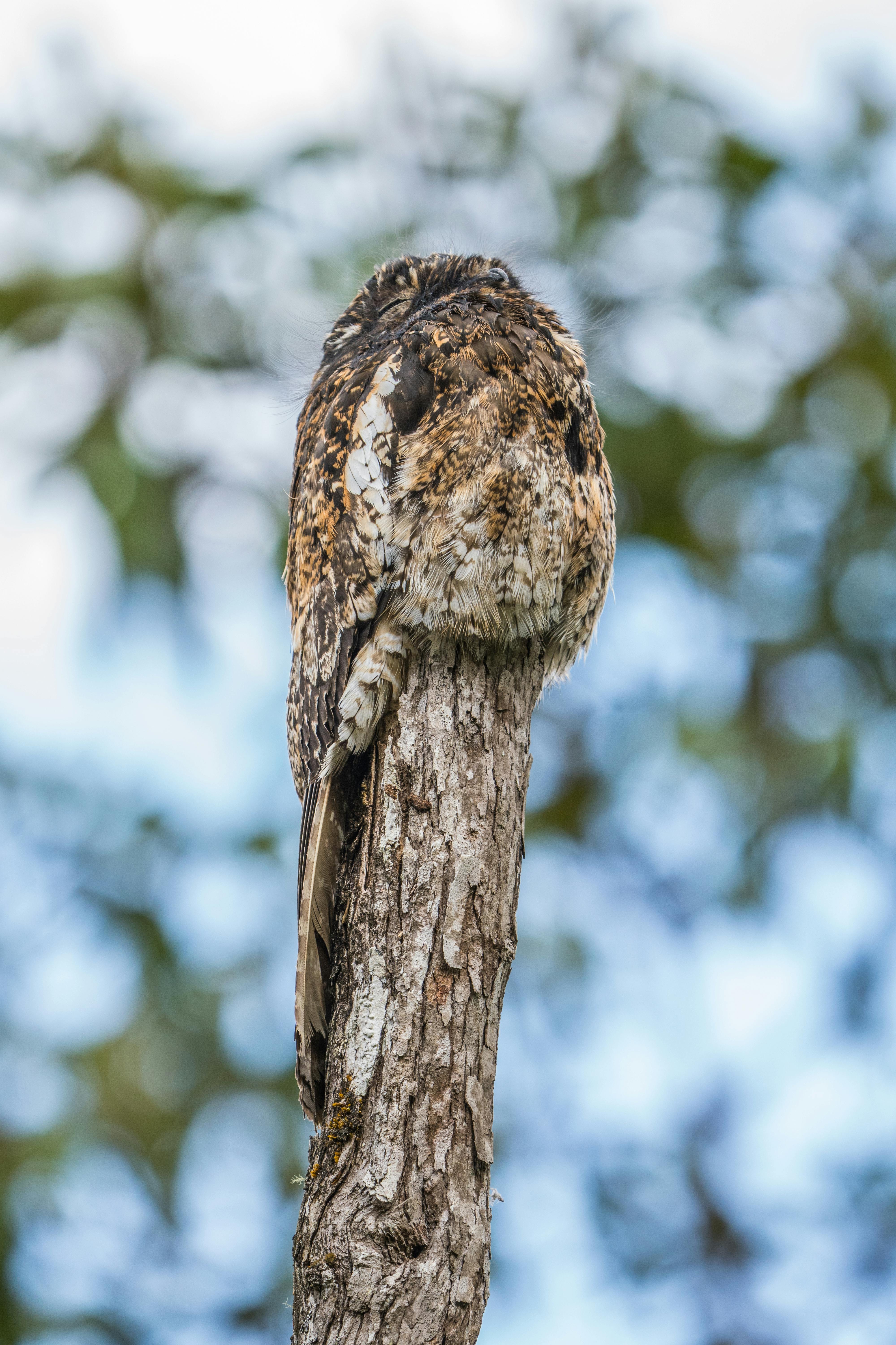 Andean Potoo Bird on Tree Trunk · Free Stock Photo