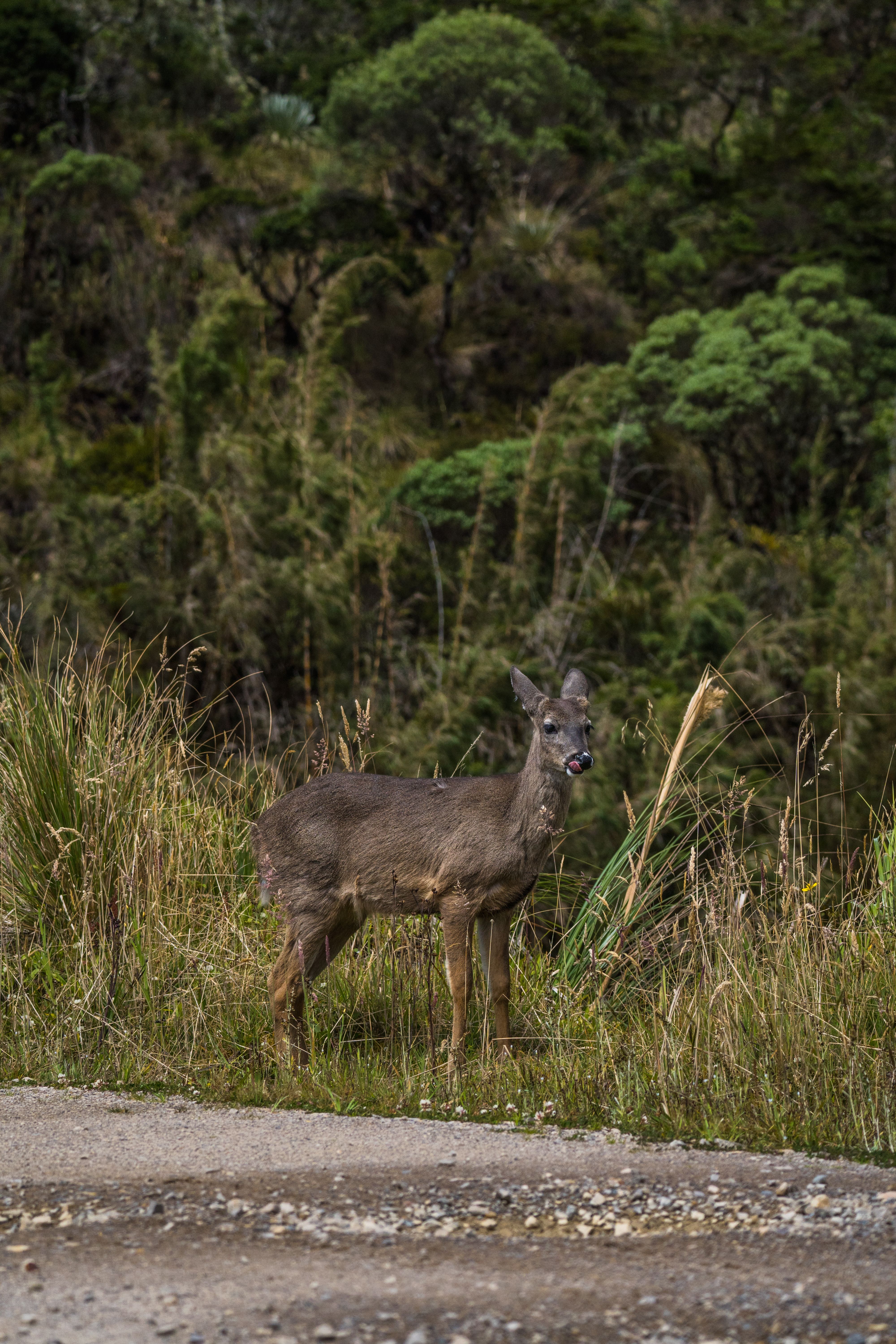 Foto de stock gratuita sobre al aire libre, amante de los animales ...