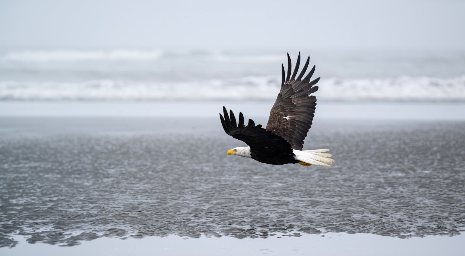 American Eagle Bird Photos, Download The BEST Free American Eagle Bird ...