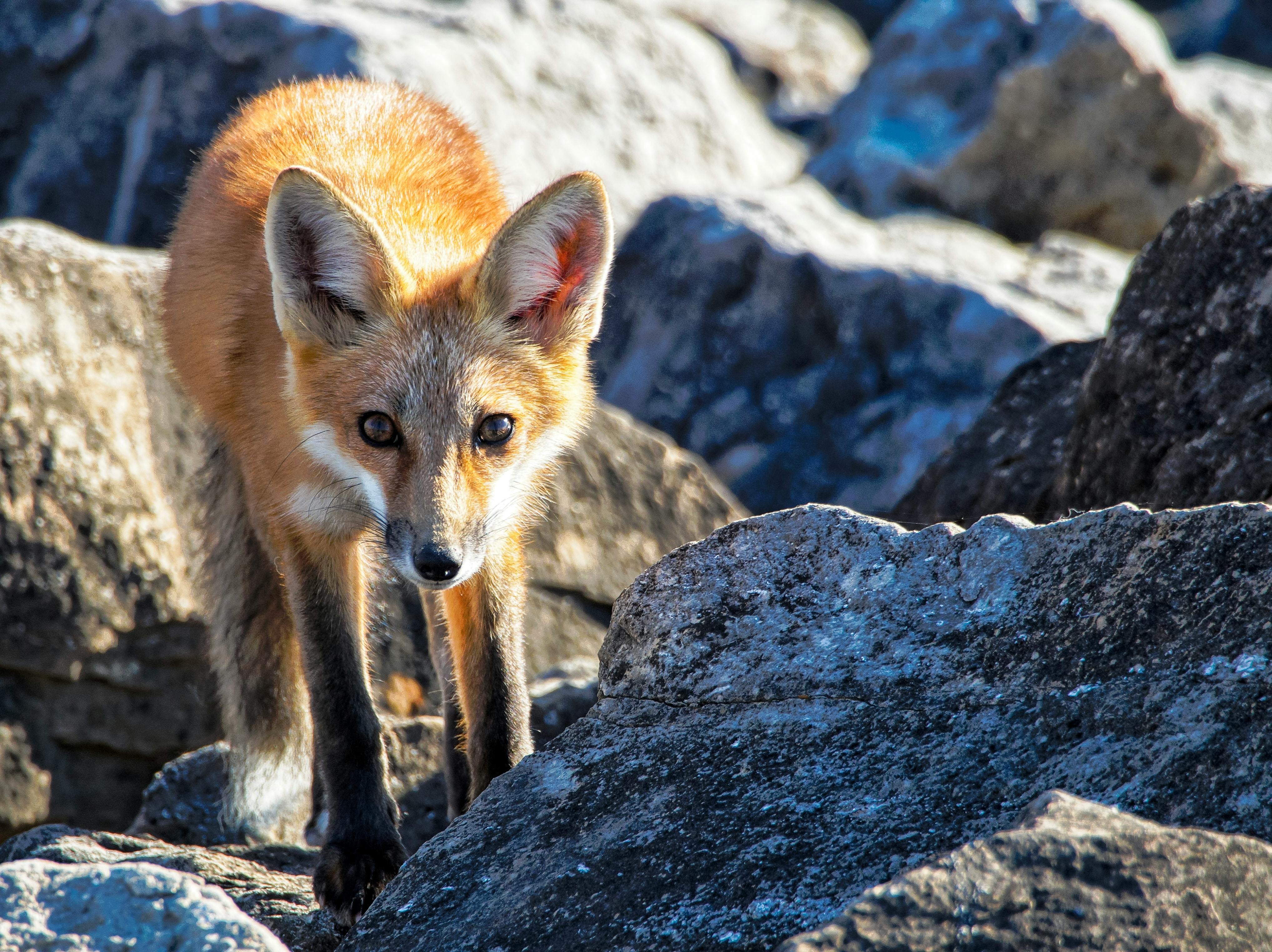 Fox among Rocks · Free Stock Photo