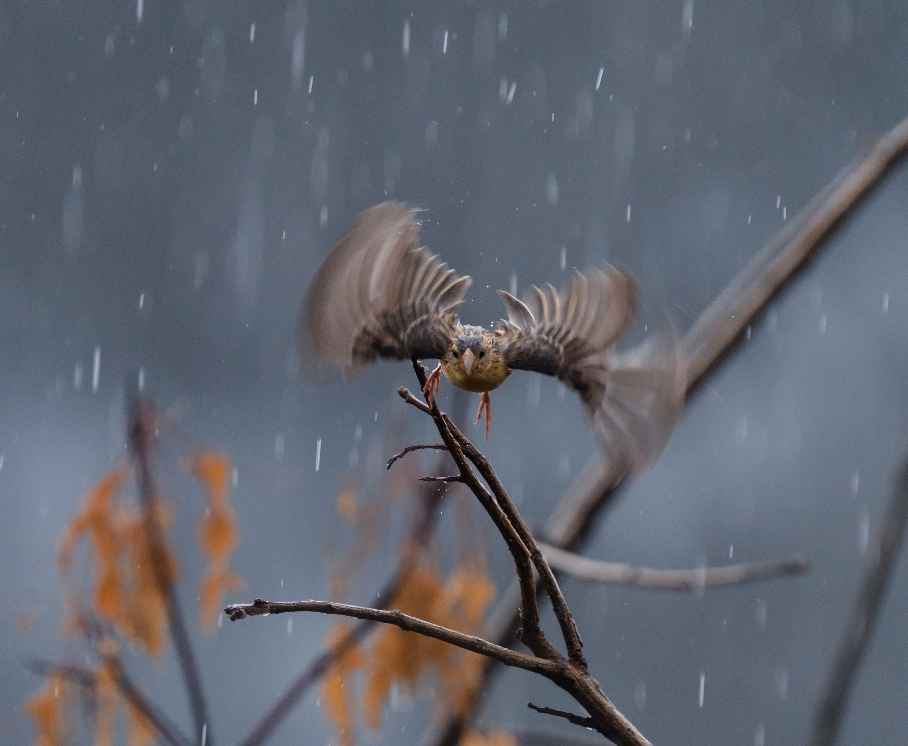 Bird Flying in the Rain · Free Stock Photo
