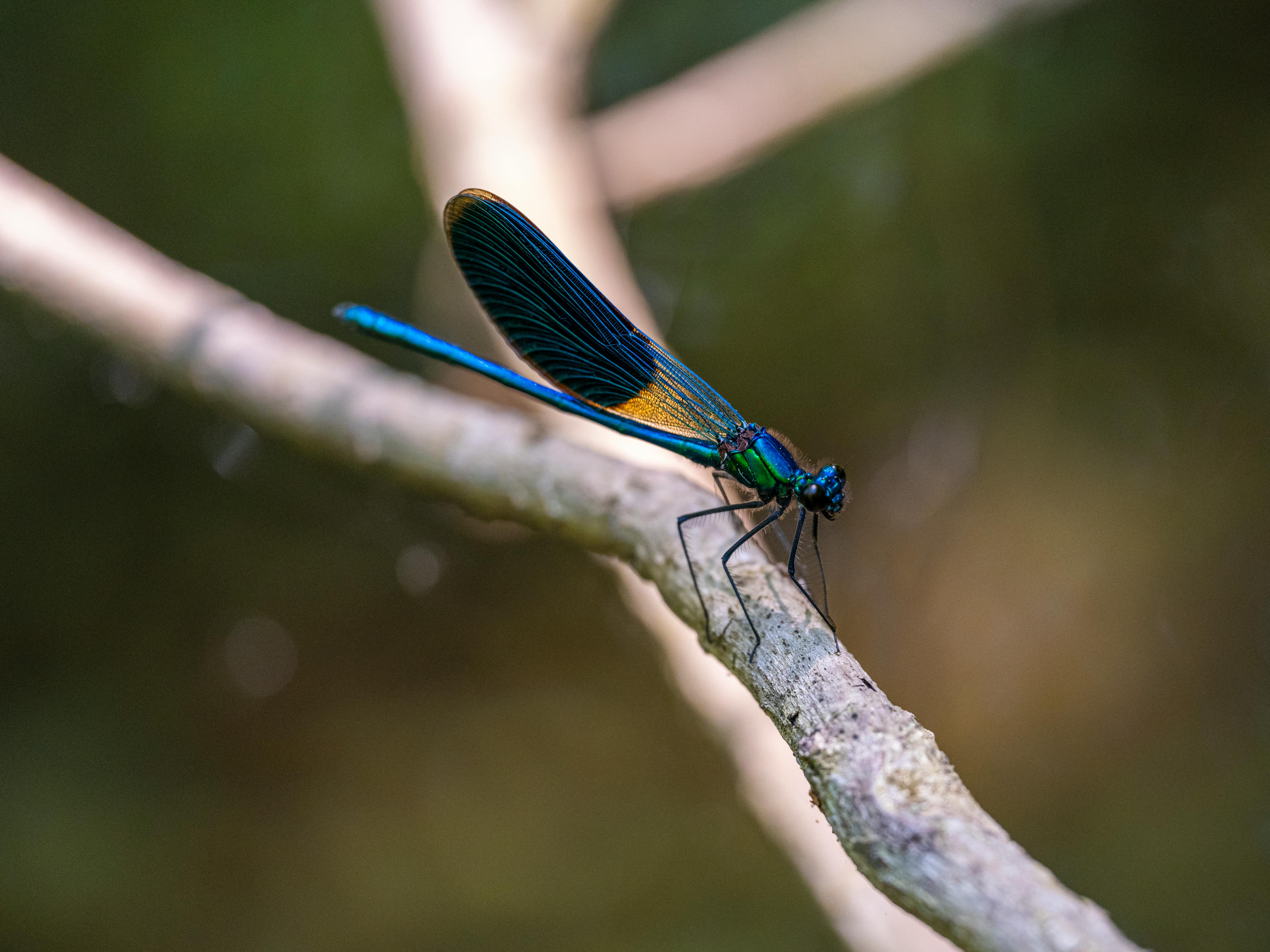 Dragonfly on Tree · Free Stock Photo