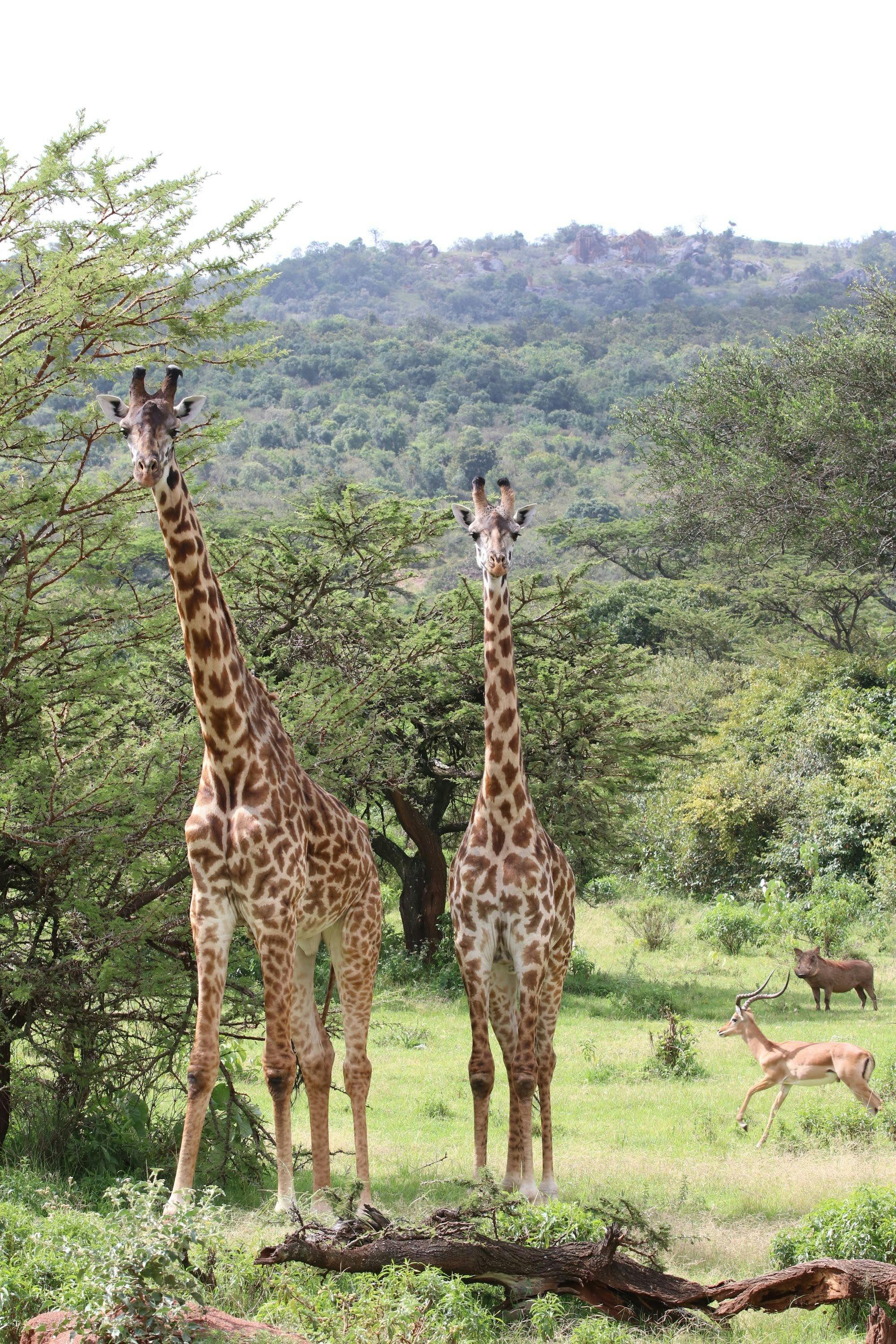 Front View of Two Giraffes · Free Stock Photo