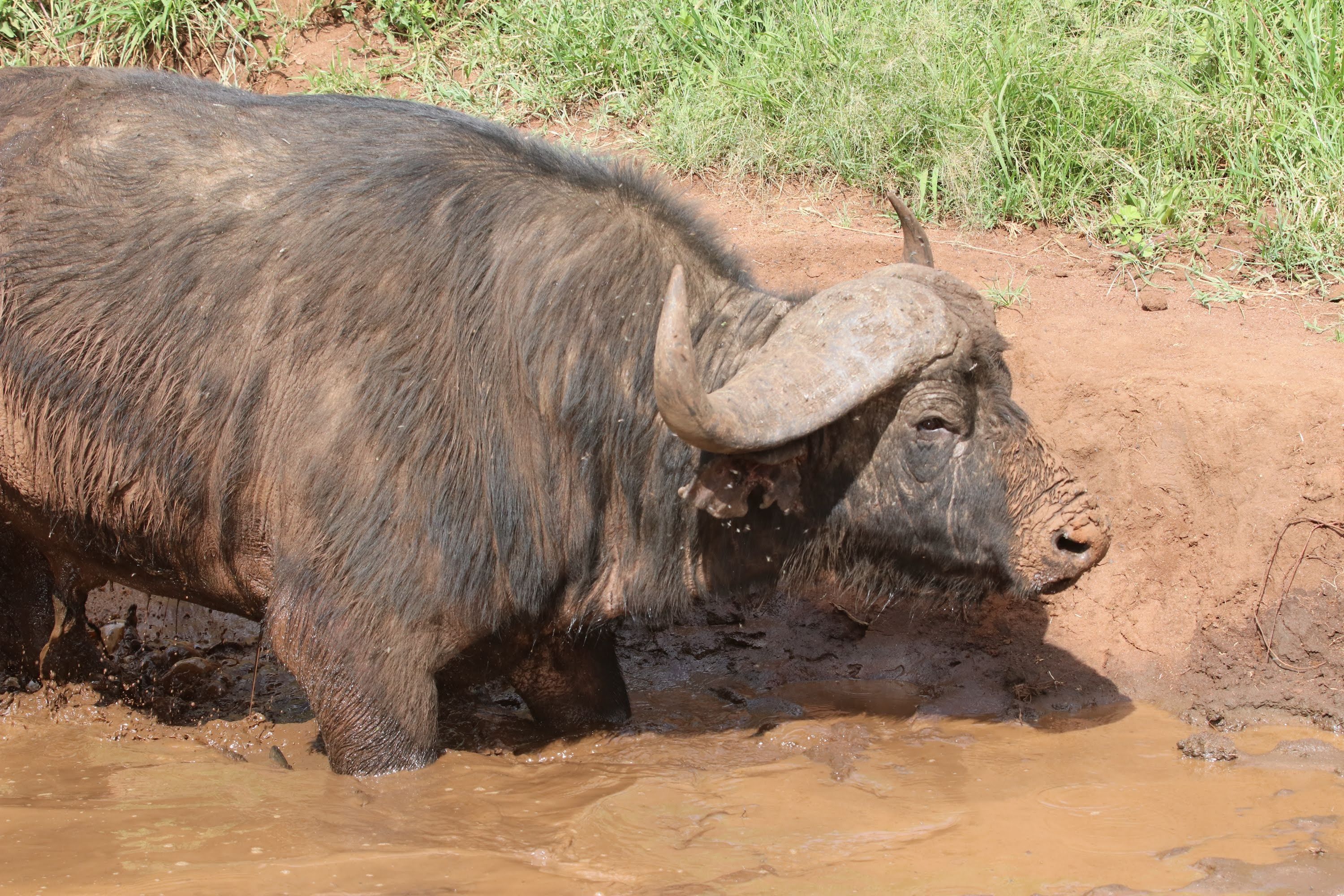 The African Buffalo Walking in the Mud · Free Stock Photo
