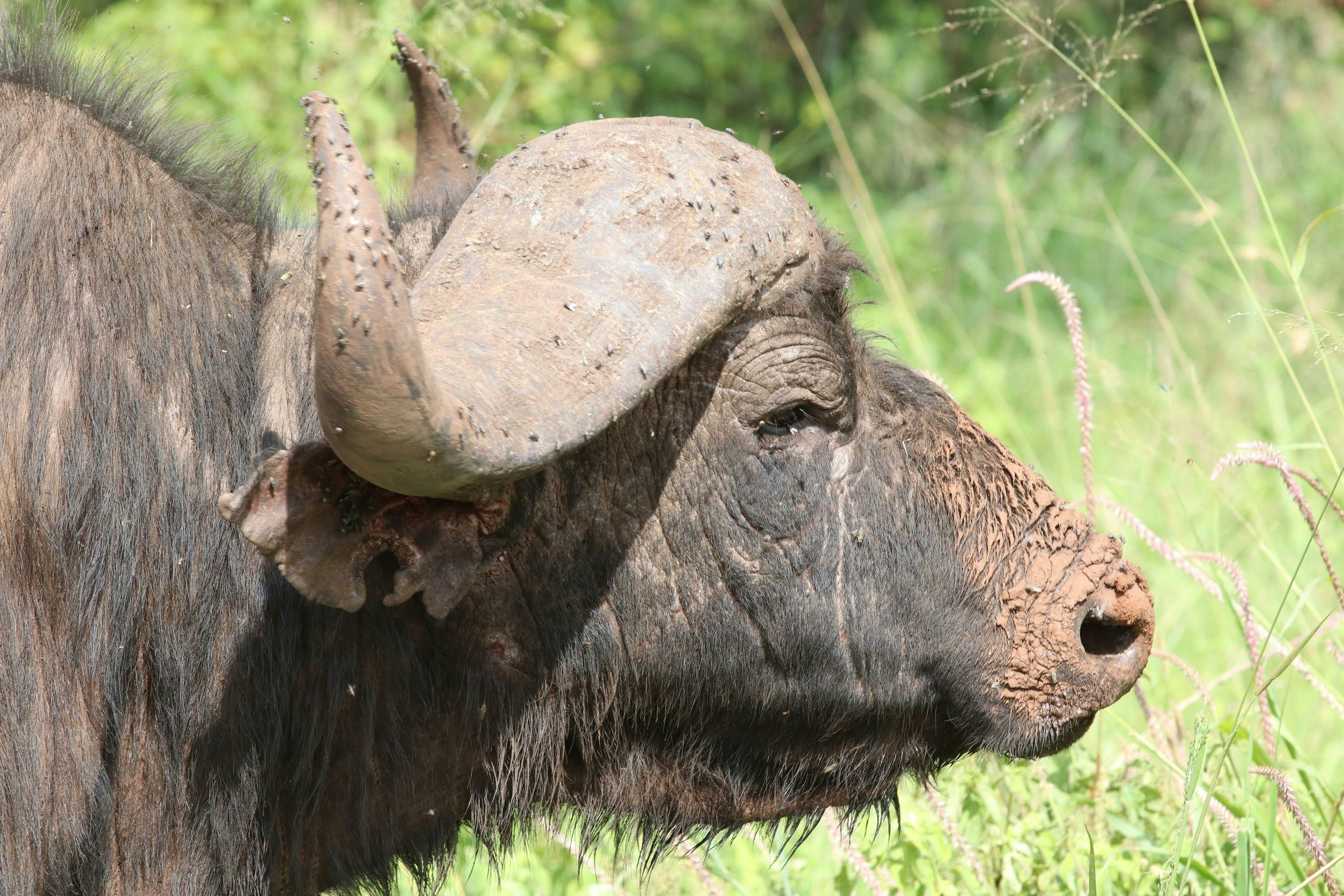 Close-up of a Domestic Ox · Free Stock Photo