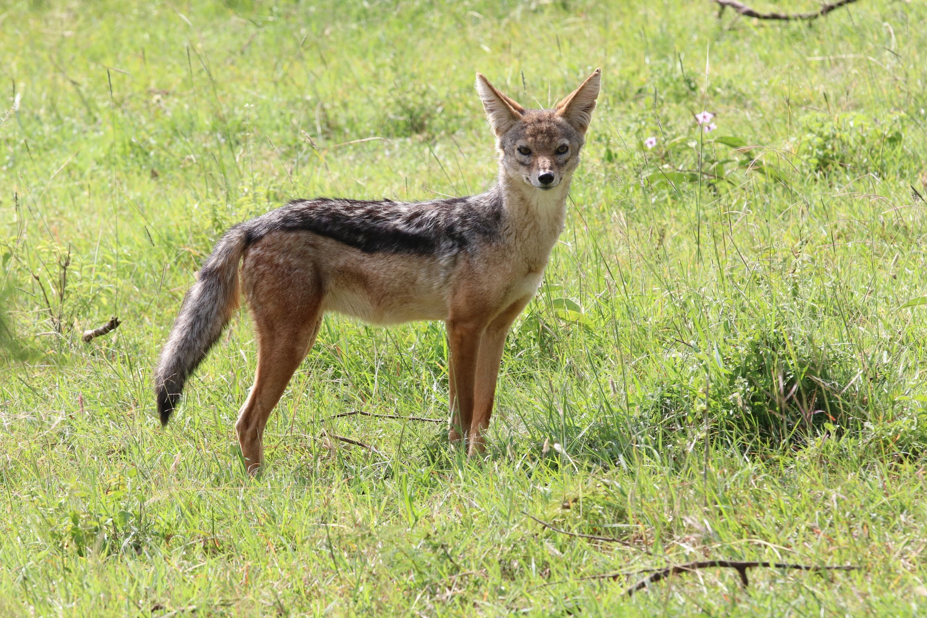 Jackal in a Field · Free Stock Photo