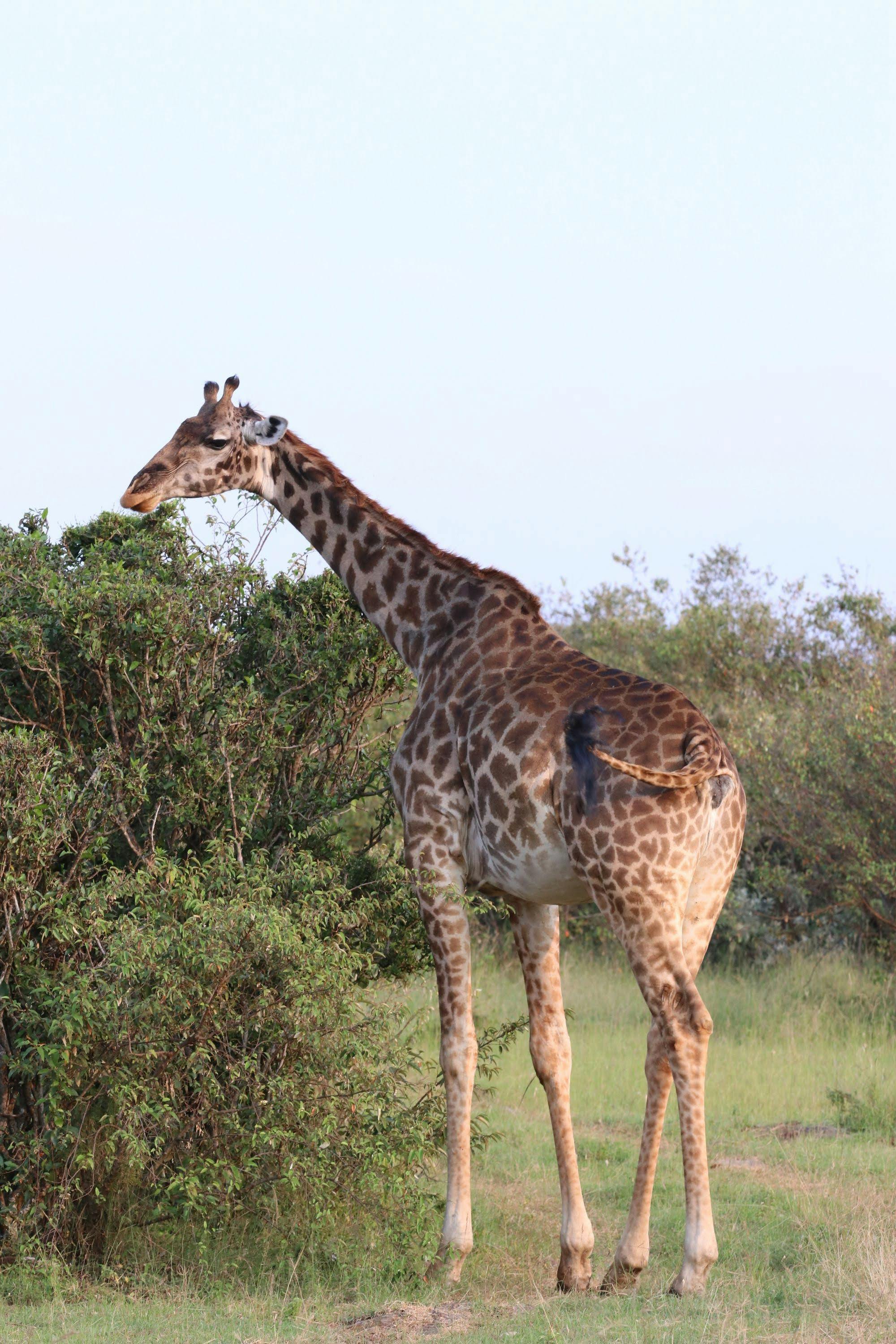 Photograph of Giraffe · Free Stock Photo
