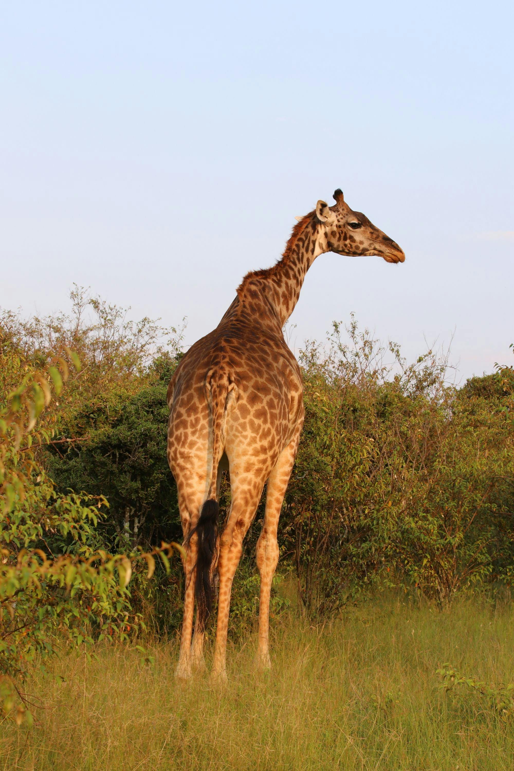 Back View of a Giraffe · Free Stock Photo