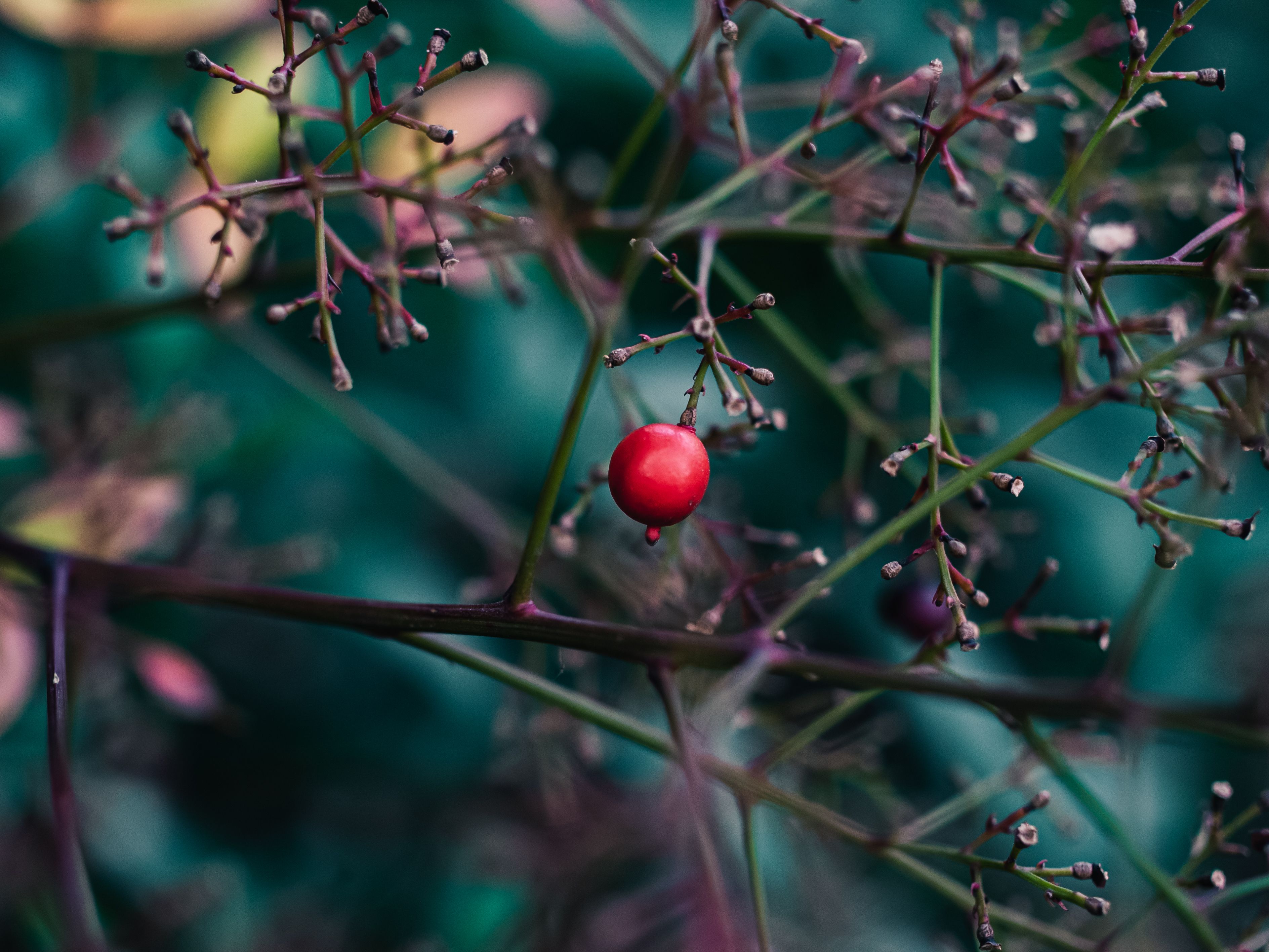 Close up of a Berry · Free Stock Photo