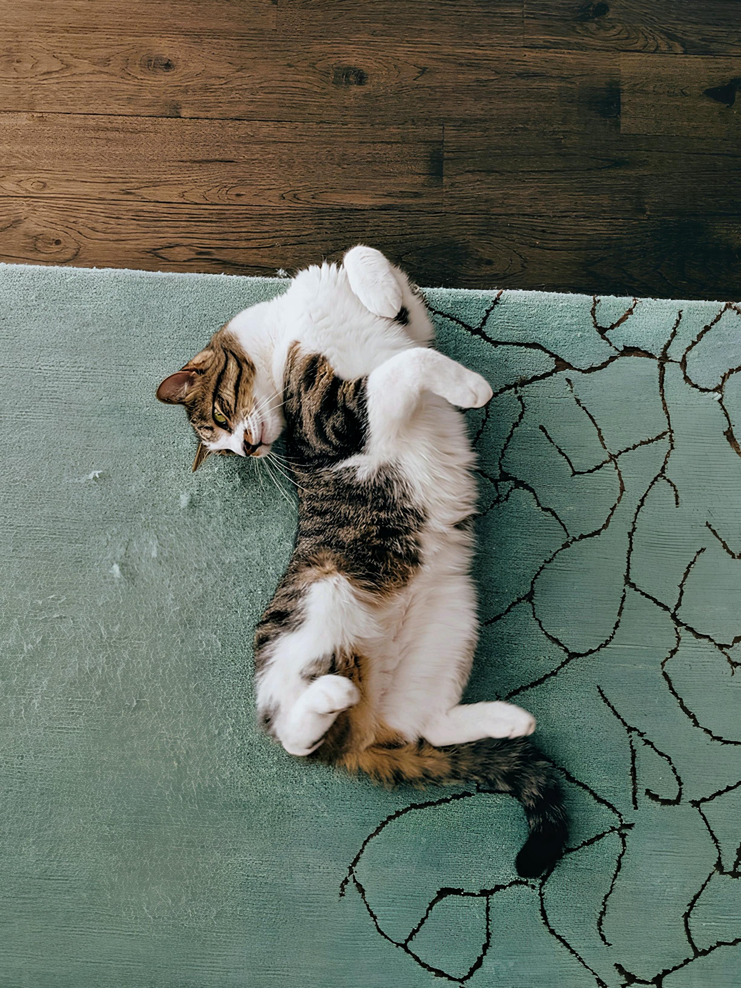 Photo of Brown Tabby Cat on White Tile Floor · Free Stock Photo
