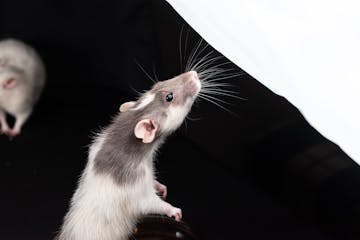 How Long Do Rats Live as Pets & Factors Affecting Lifespan