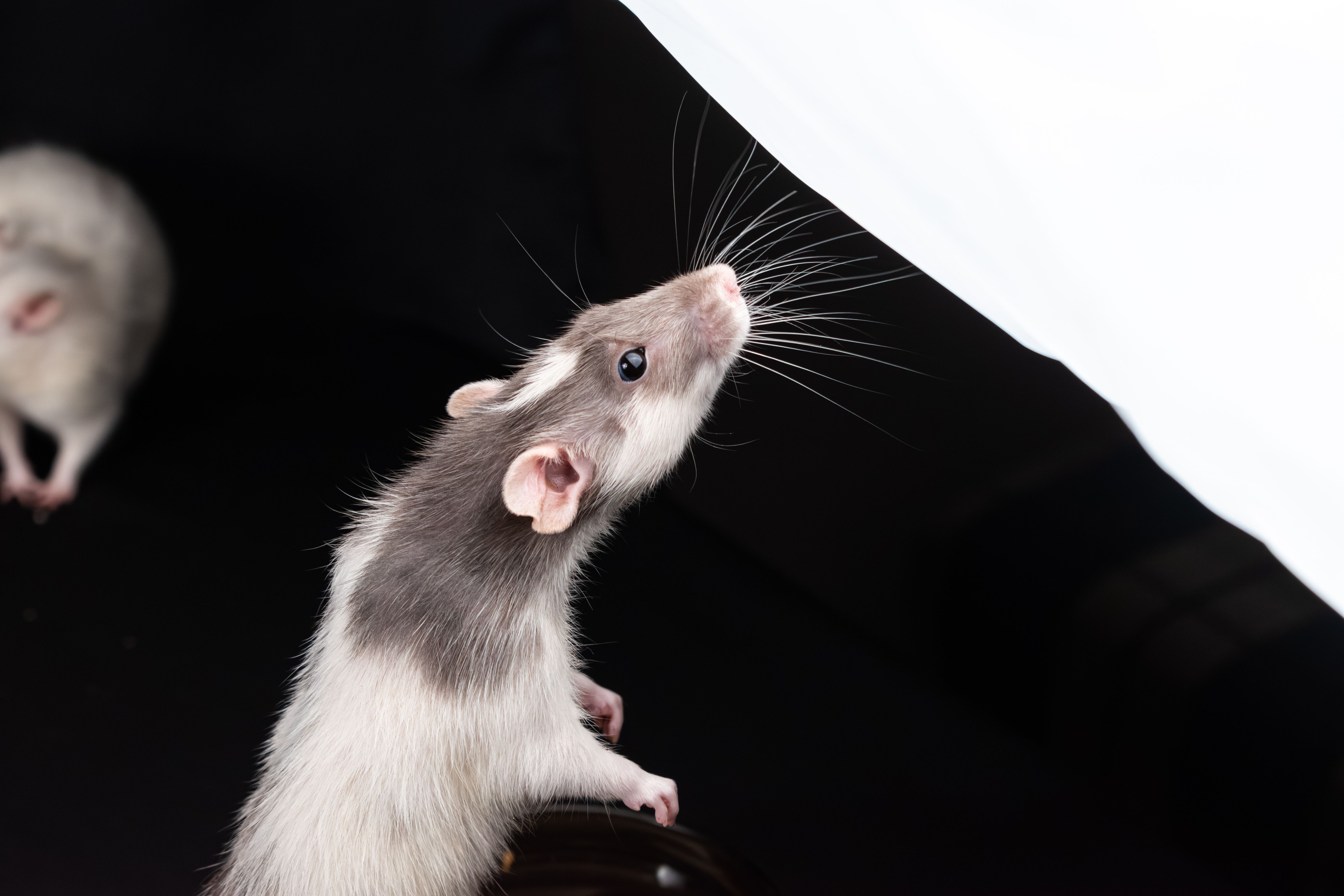 Close up of a Pet Rat · Free Stock Photo