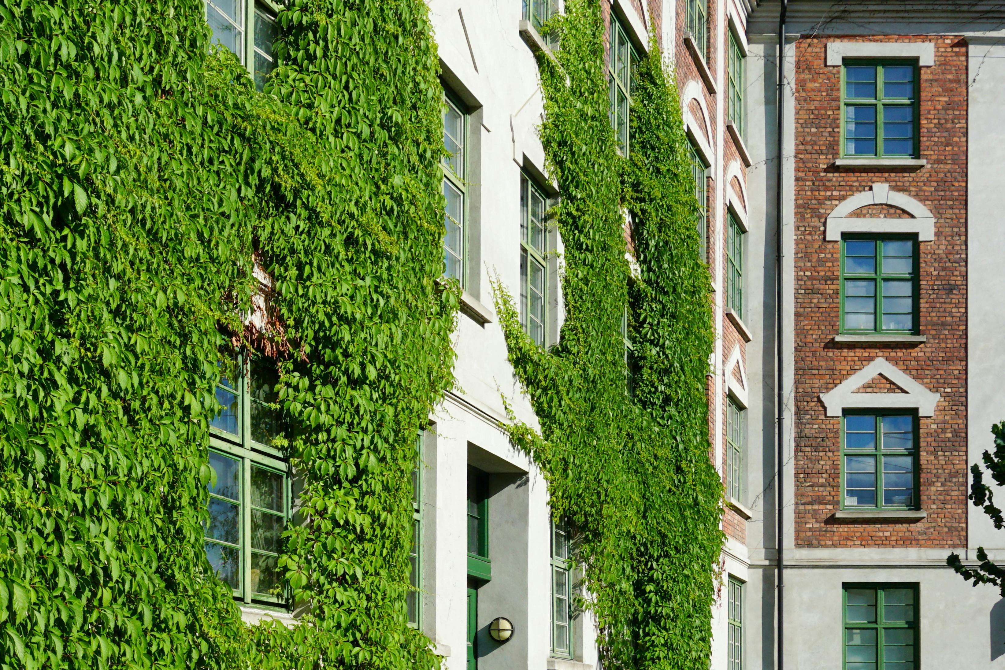 Brown Brick Building Wall with Green Vines · Free Stock Photo
