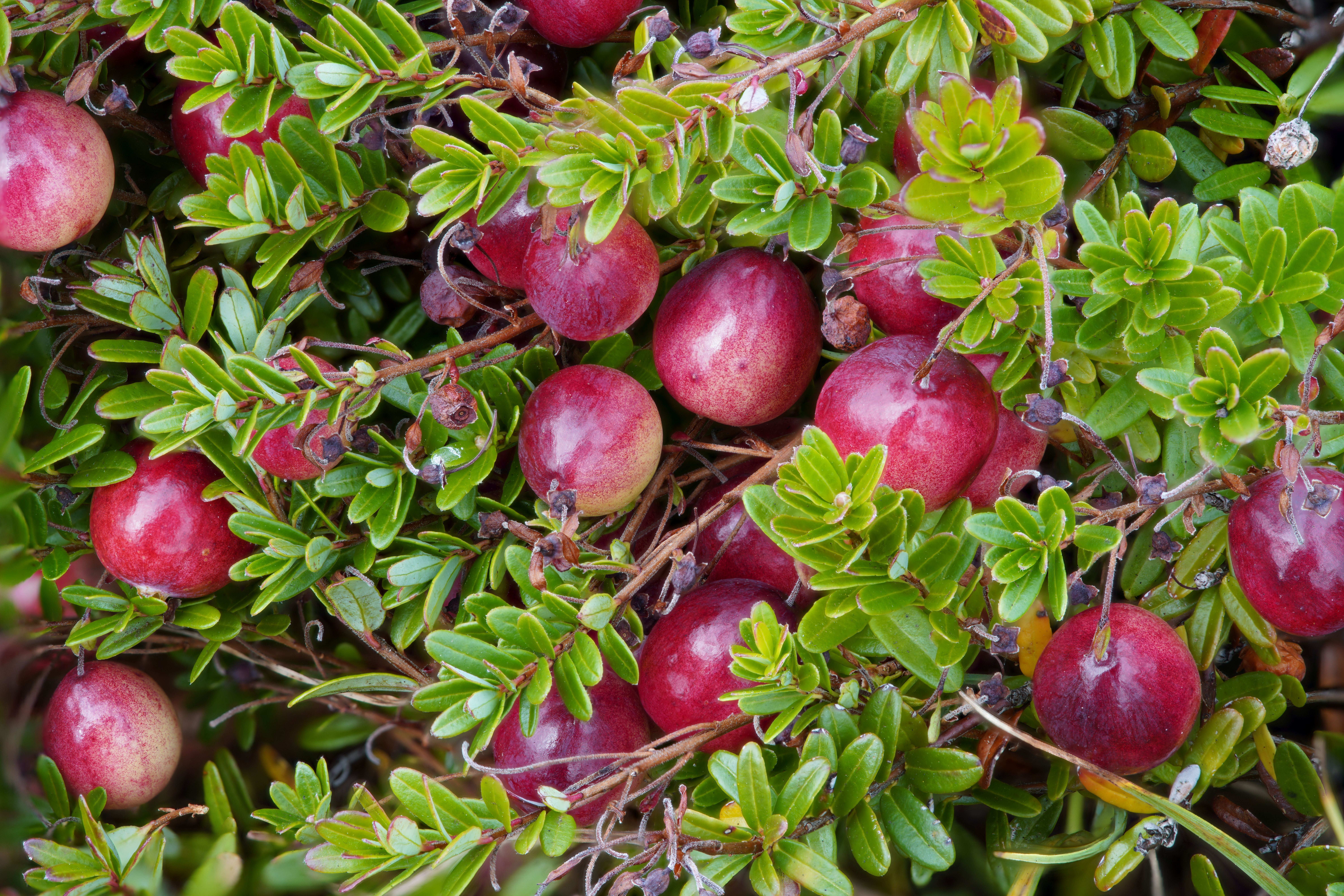 Cranberry Photos, Download The BEST Free Cranberry Stock Photos & HD Images