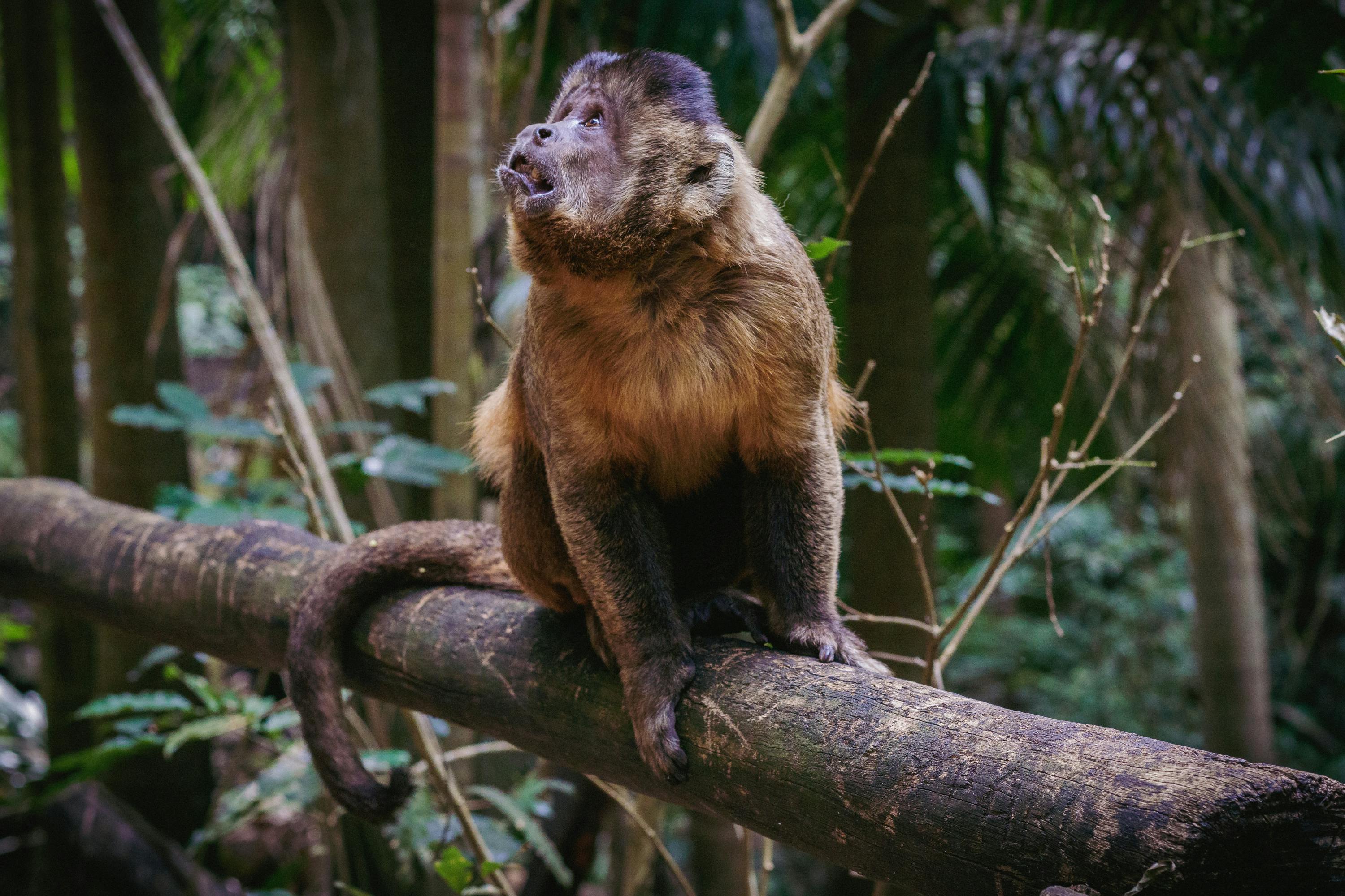 Black Capped Capuchin: Friendly Monkey Facts & Habitat Guide