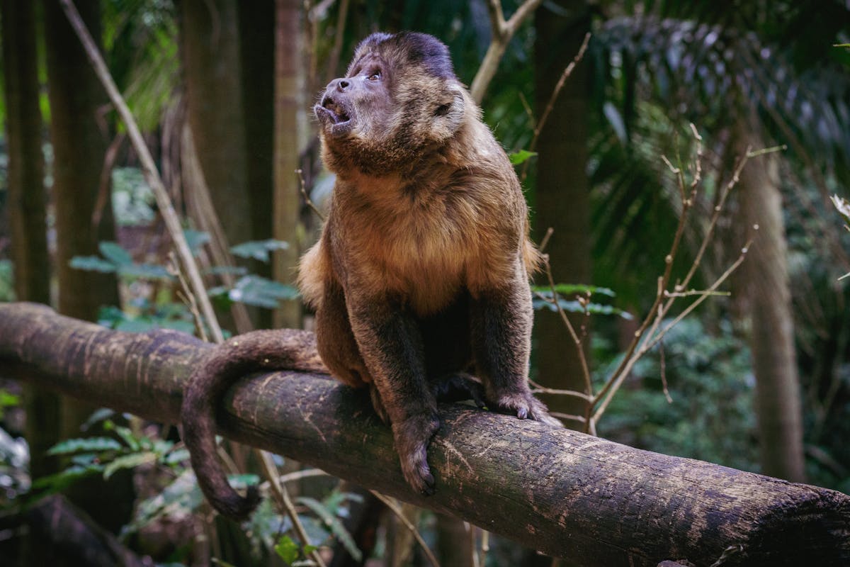 Black Capped Capuchin: Friendly Monkey Facts & Habitat Guide