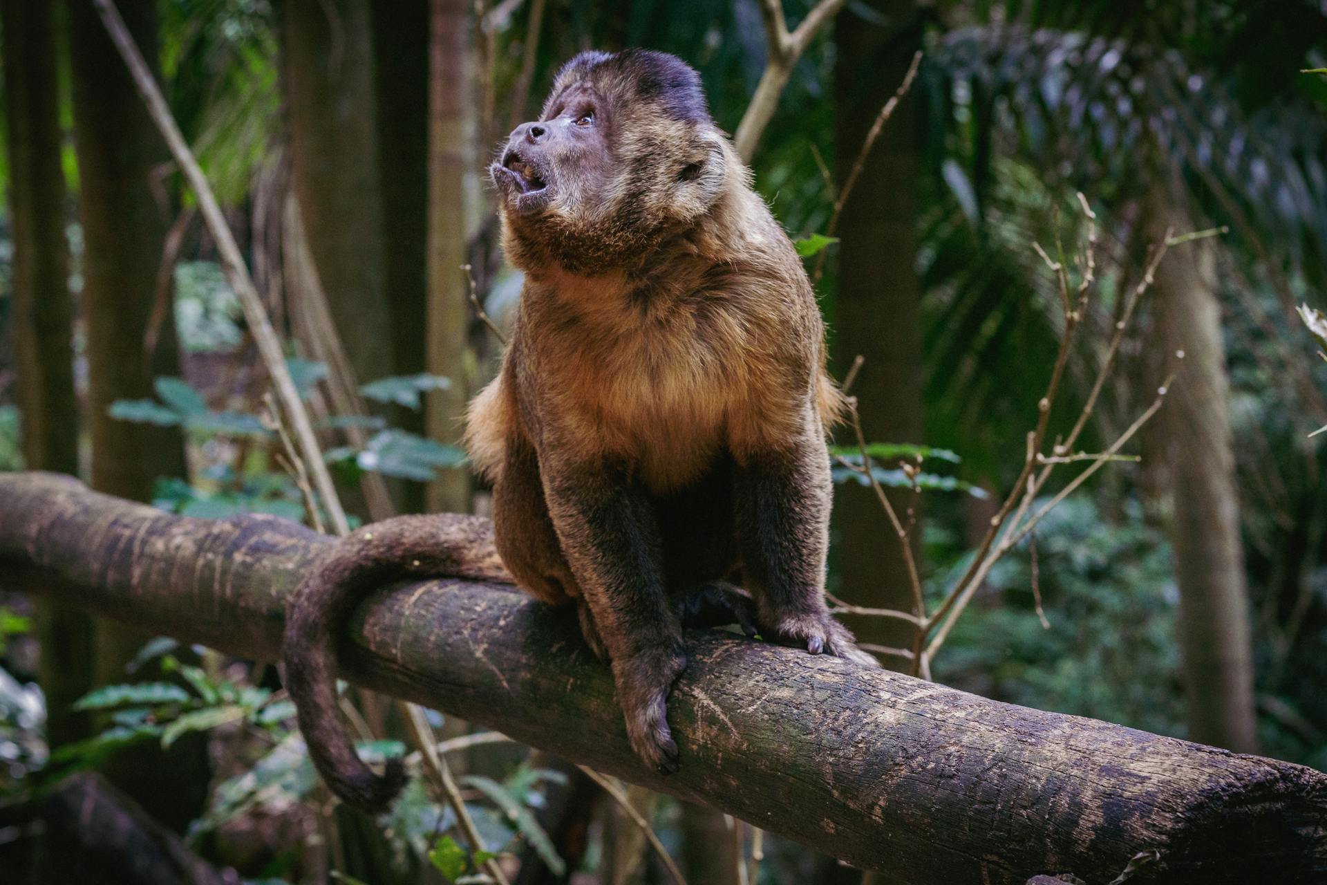 Black Capped Capuchin: Friendly Monkey Facts & Habitat Guide