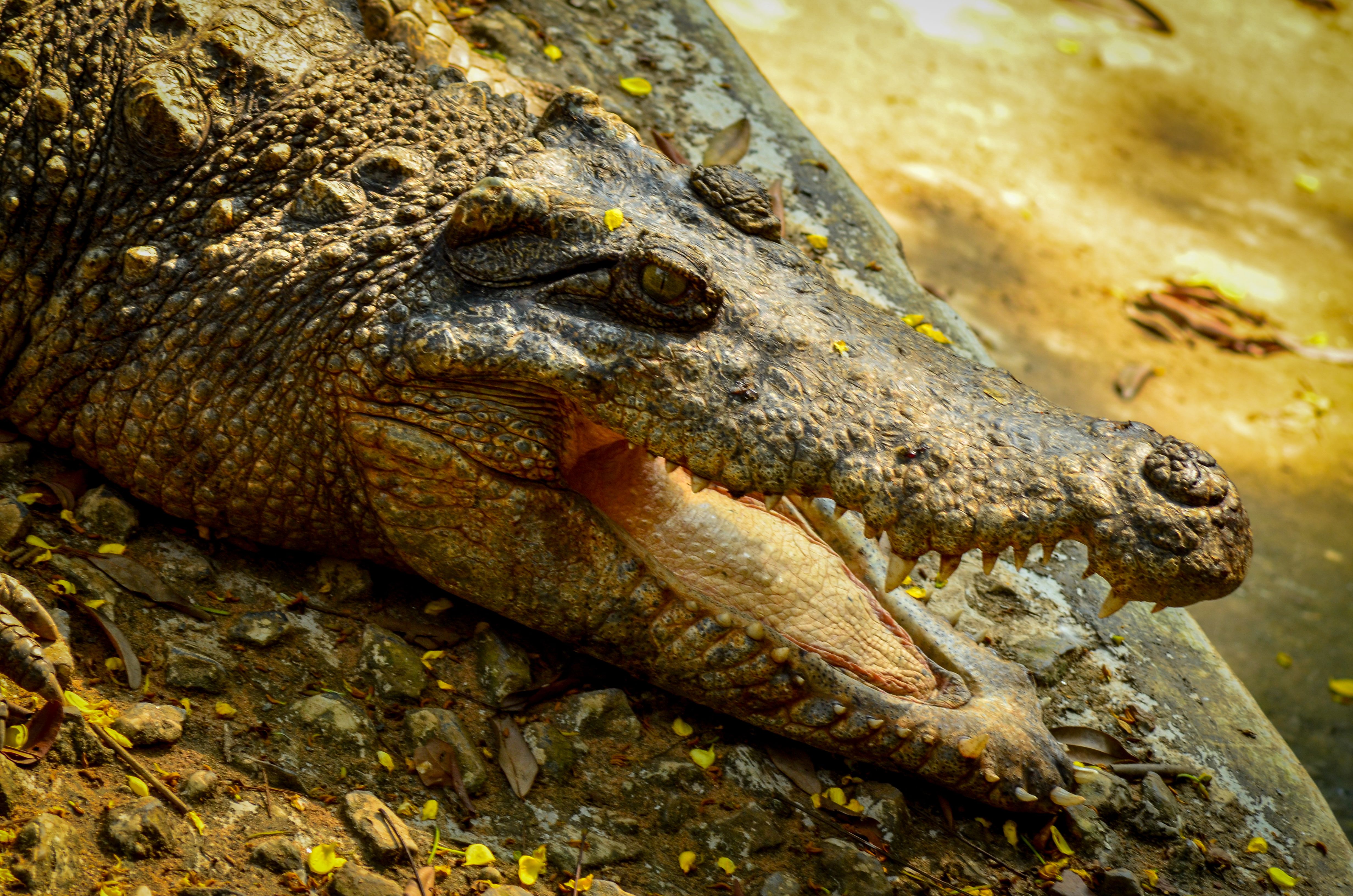 Closeup of American Crocodile with Sharp Teeth · Free Stock Photo