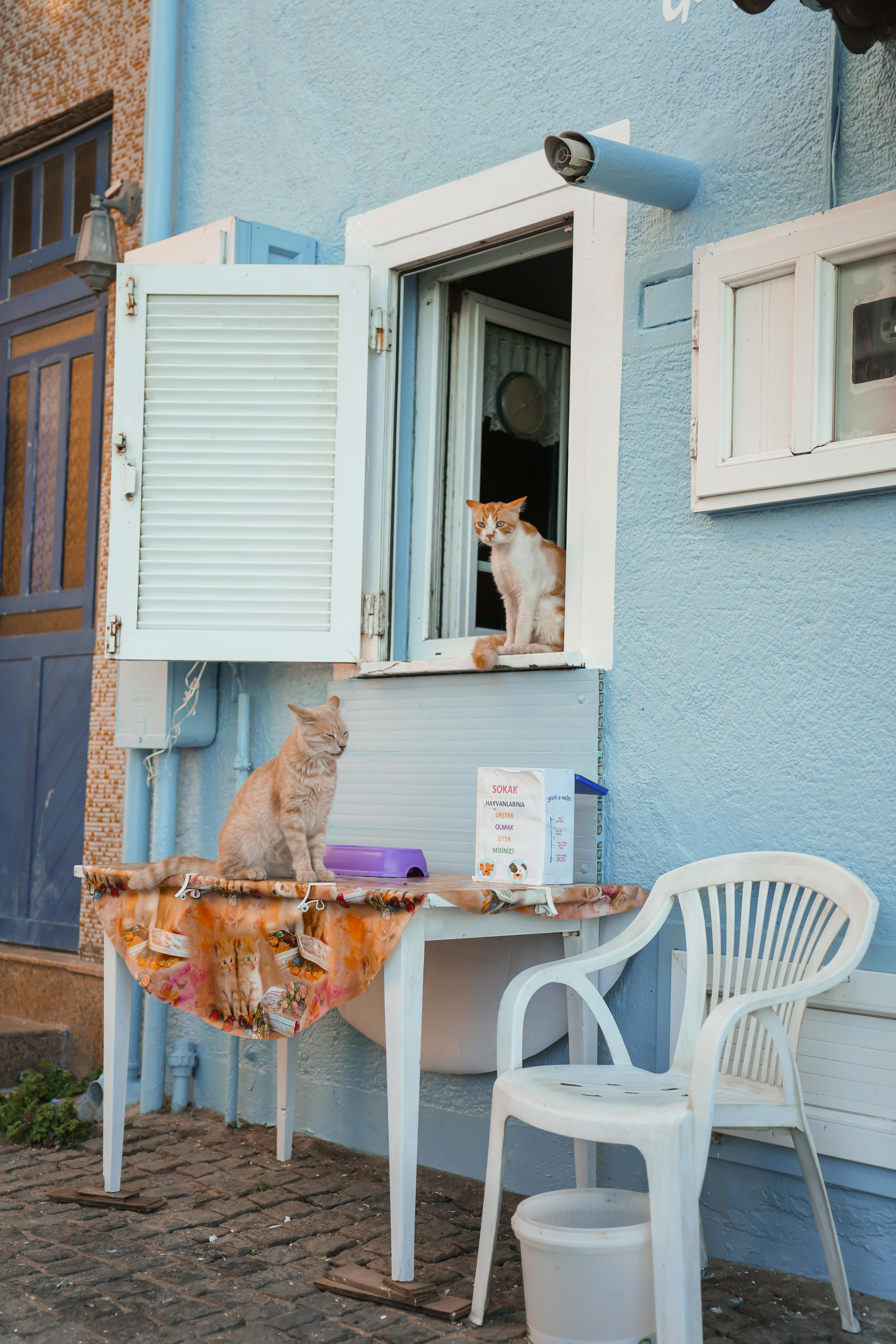 Two Cats Sitting by an Open Window · Free Stock Photo