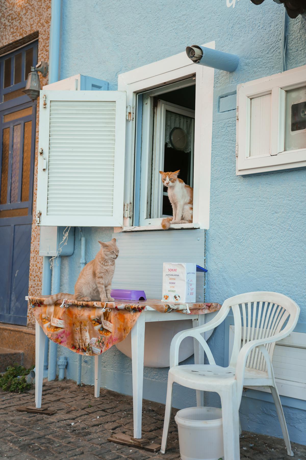 Cats On A Chair Photos, Download The BEST Free Cats On A Chair Stock ...